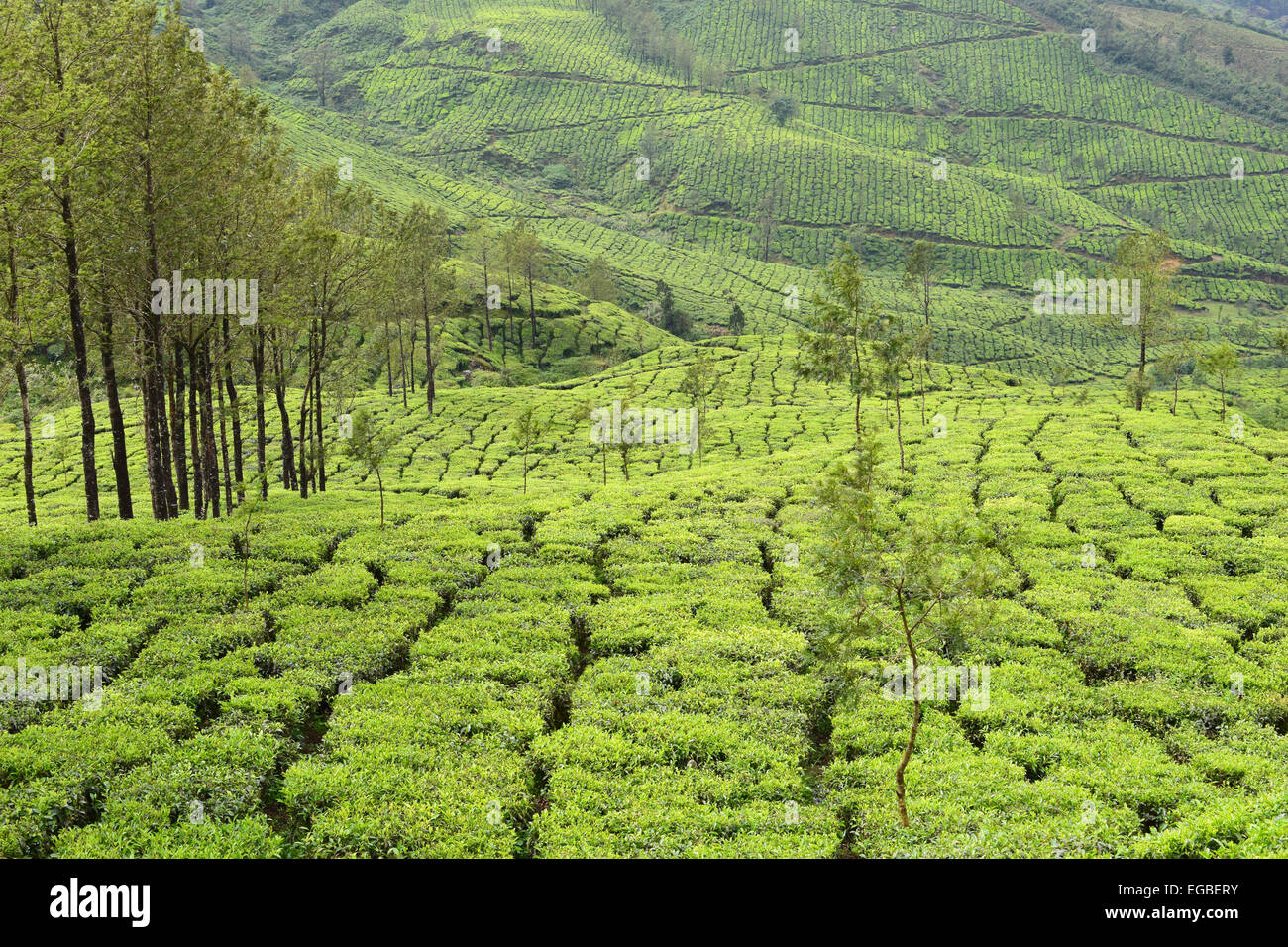 Munnar Tea Plantations Scenery View Munnar Kerala India Stock Photo - Alamy
