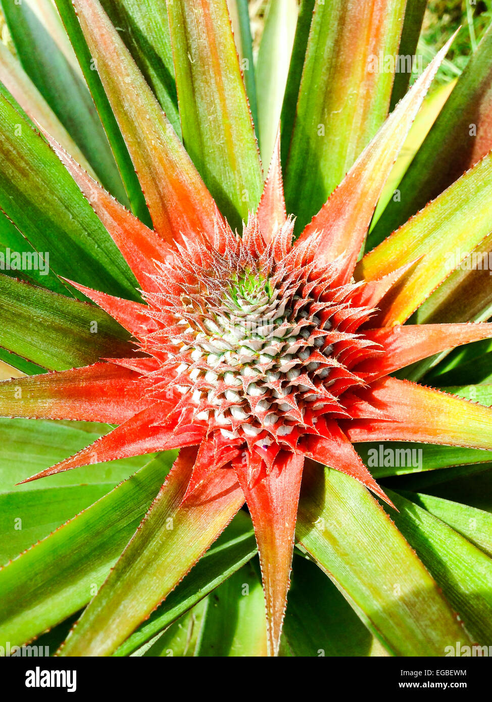 Pineapple Plant Flower Tree High Resolution Stock Photography and ...
