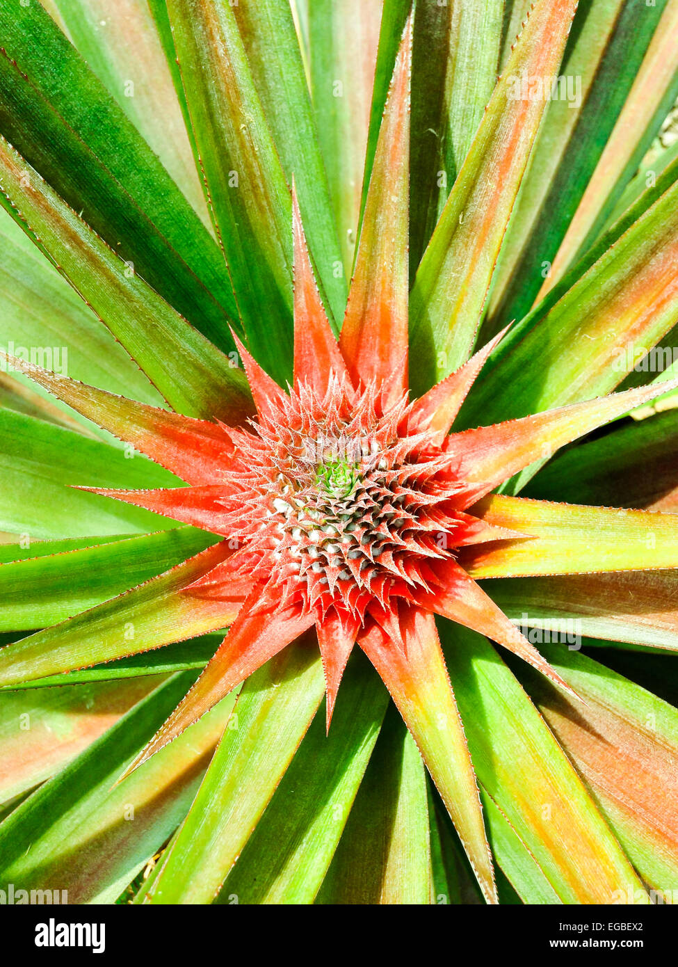 Pineapple plant flower tree hi-res stock photography and images - Alamy