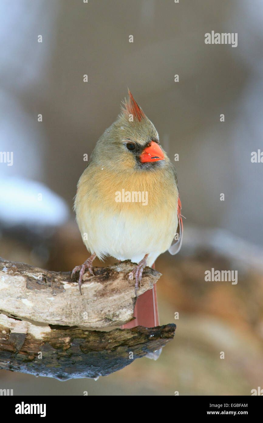 Female cardinal on branch hi-res stock photography and images - Alamy