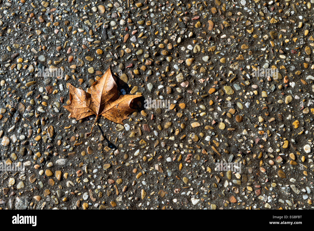 Winter foliage hi-res stock photography and images - Alamy