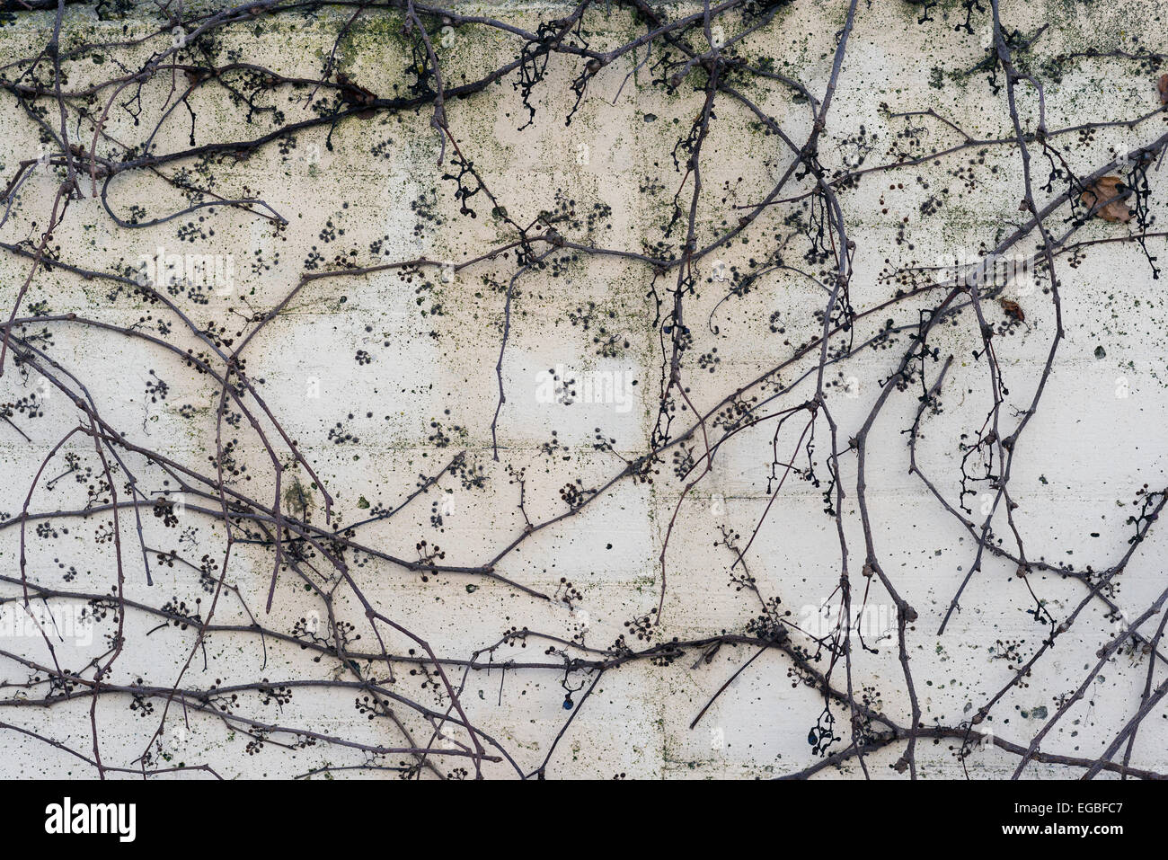 Skeletons of old vines creeping along a wall Stock Photo - Alamy