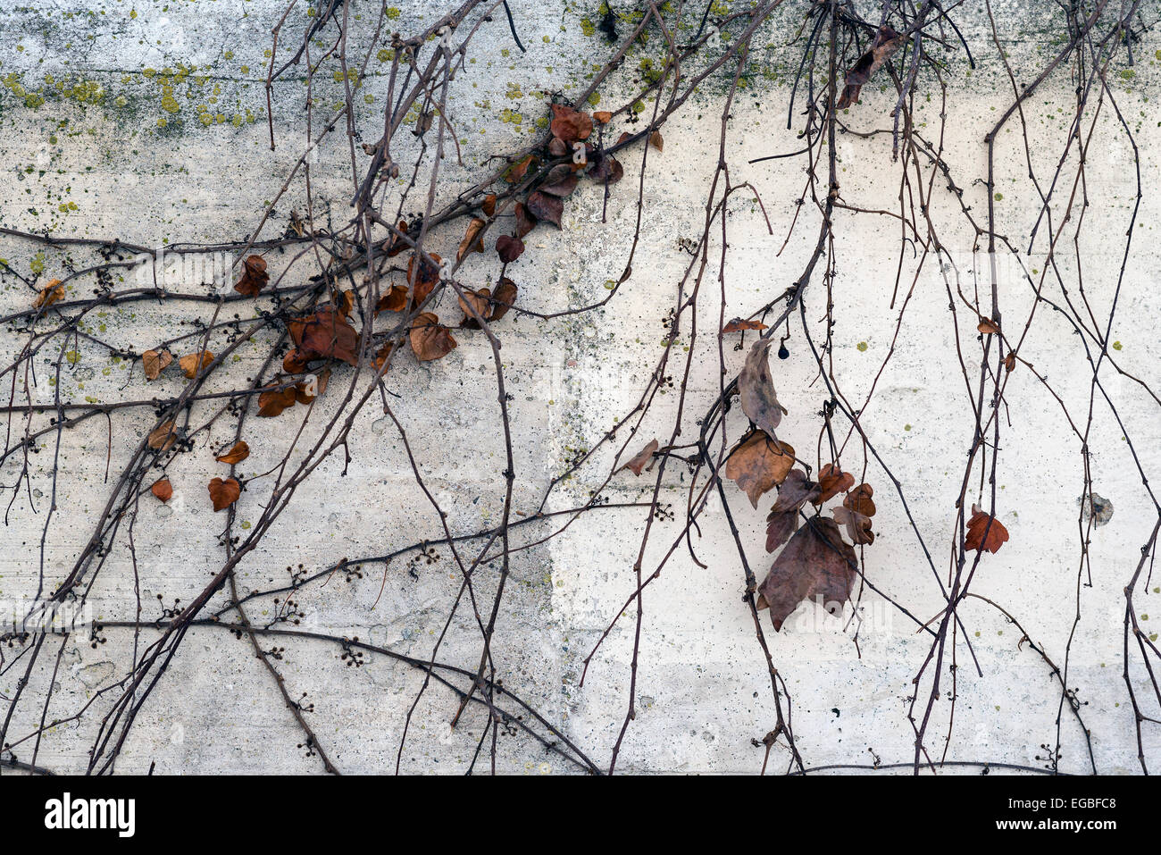 Skeletons of old vines creeping along a wall Stock Photo - Alamy