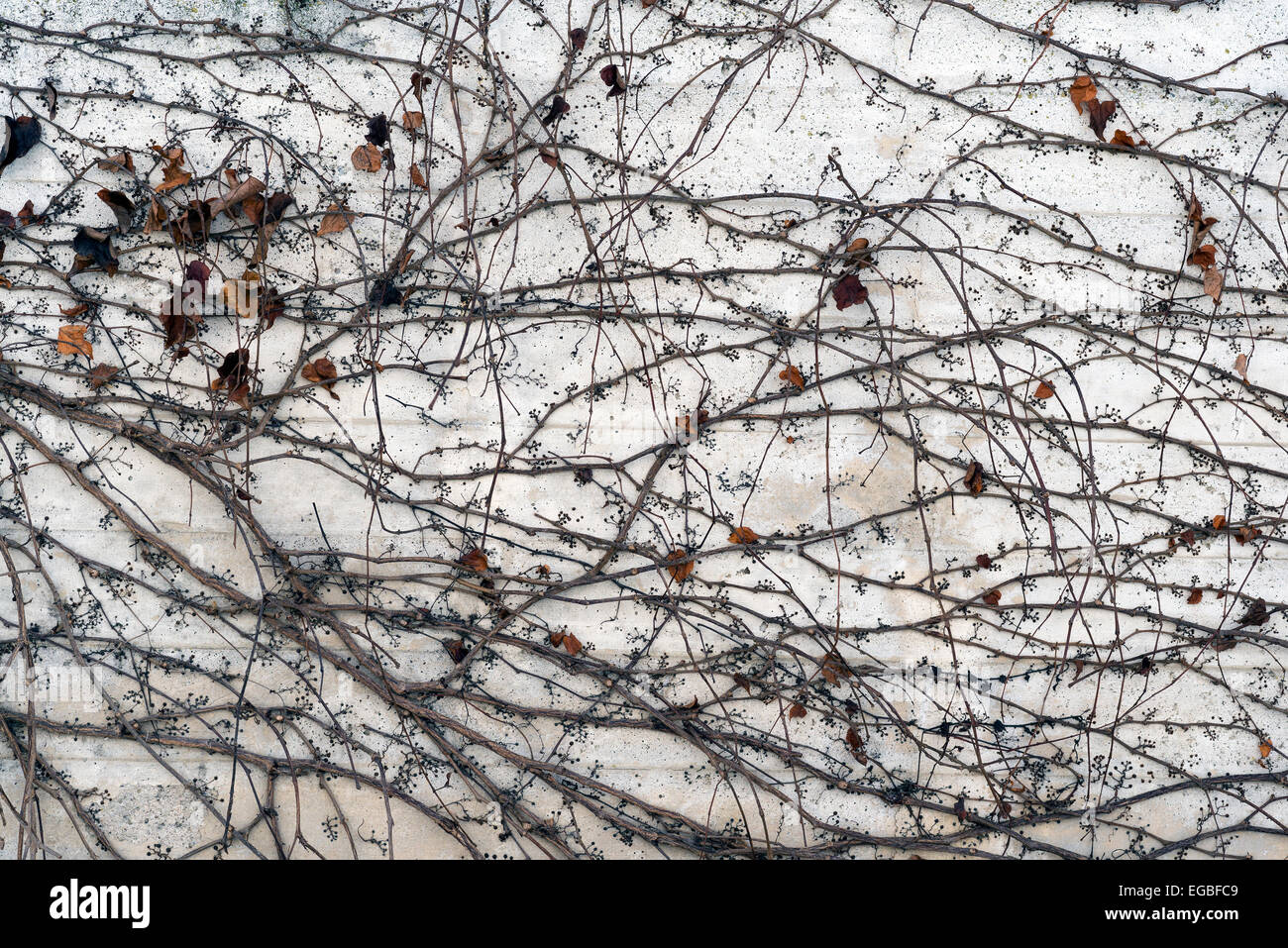 Skeletons of old vines creeping along a wall Stock Photo - Alamy