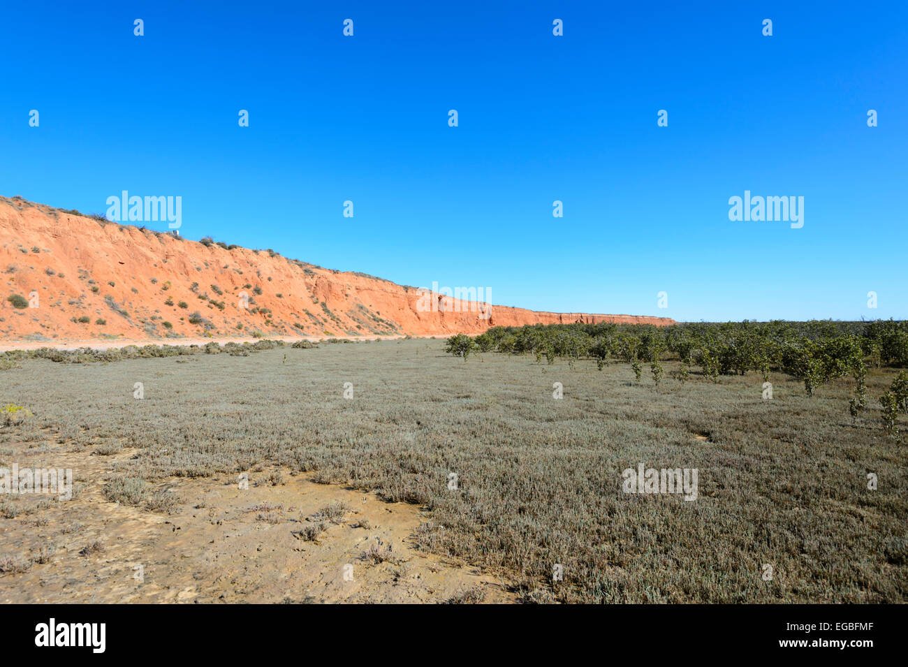 Coastal Mangrove, Red Banks, Spencer Gulf, Port Augusta, South ...