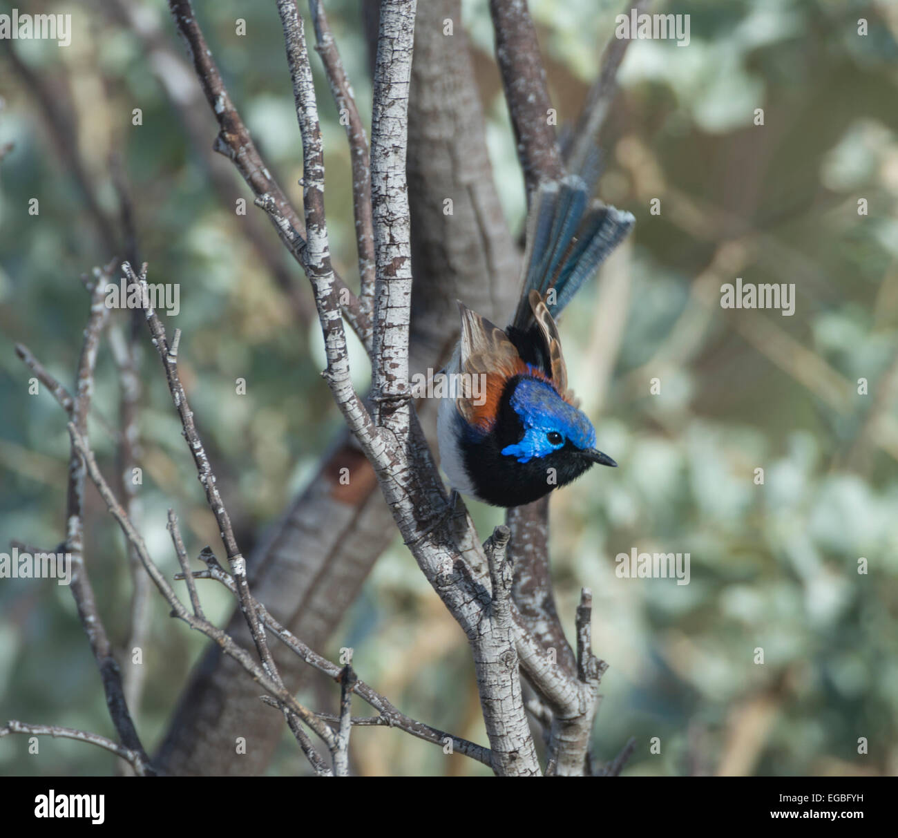 Variegated Fairy-wren (Malurus lamberti), Port Augusta, South Australia ...