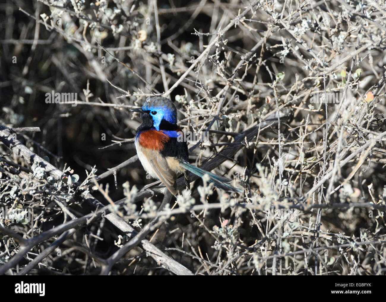 Variegated Fairy-wren (Malurus lamberti), Port Augusta, South Australia ...