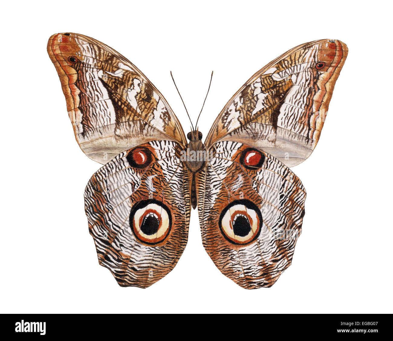 Owl Moth watercolor painting Stock Photo - Alamy