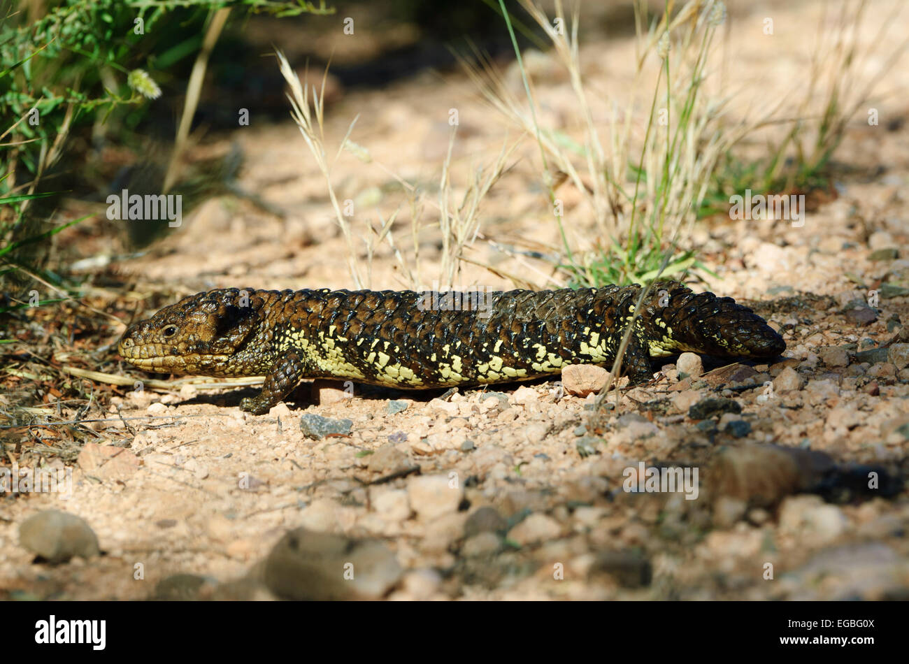 Shingle-Back Skink (Trachydosaurus rugosus Stock Photo - Alamy