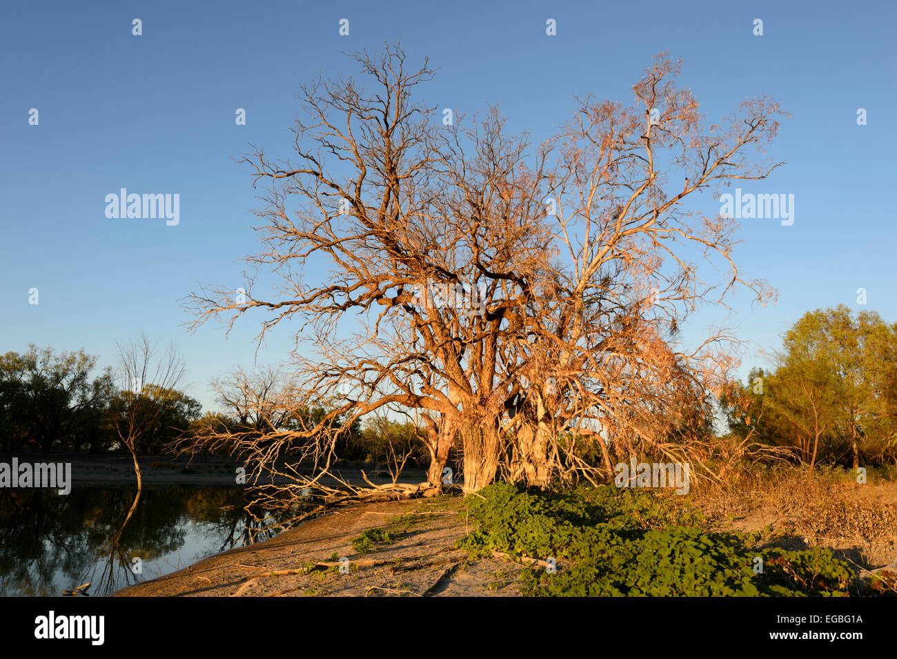 Dead gum tree hi-res stock photography and images - Alamy