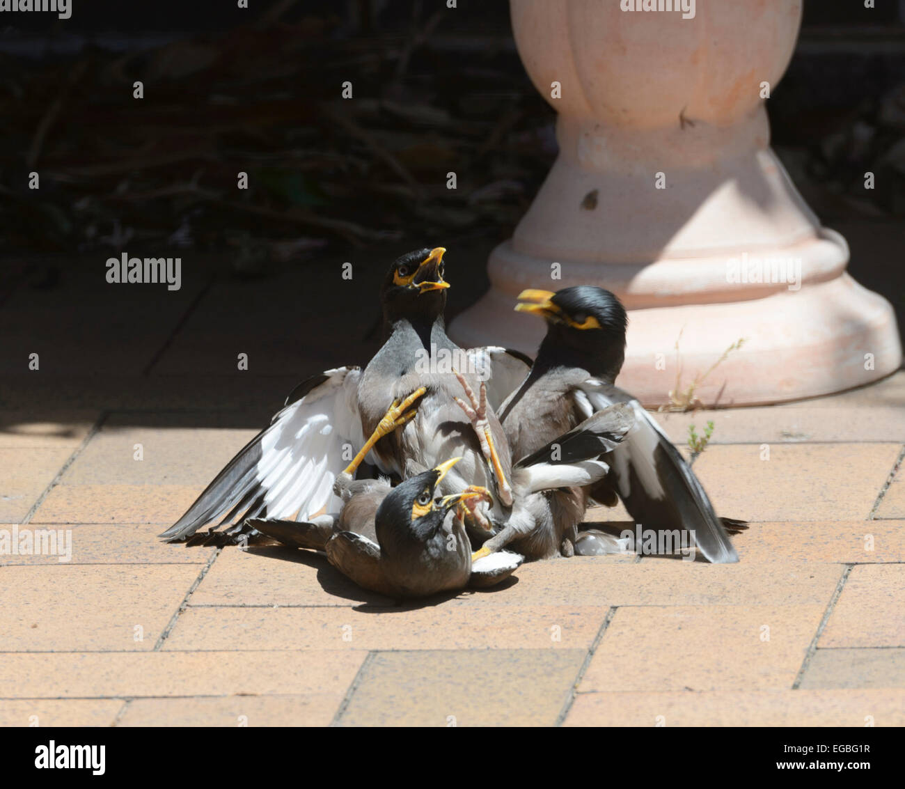 Common birds of australia hi-res stock photography and images - Alamy