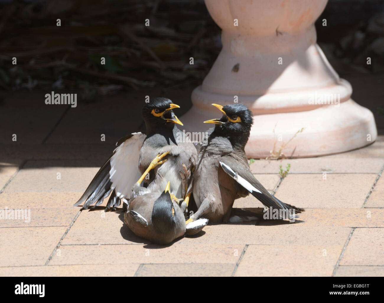Three myna birds hi-res stock photography and images - Alamy