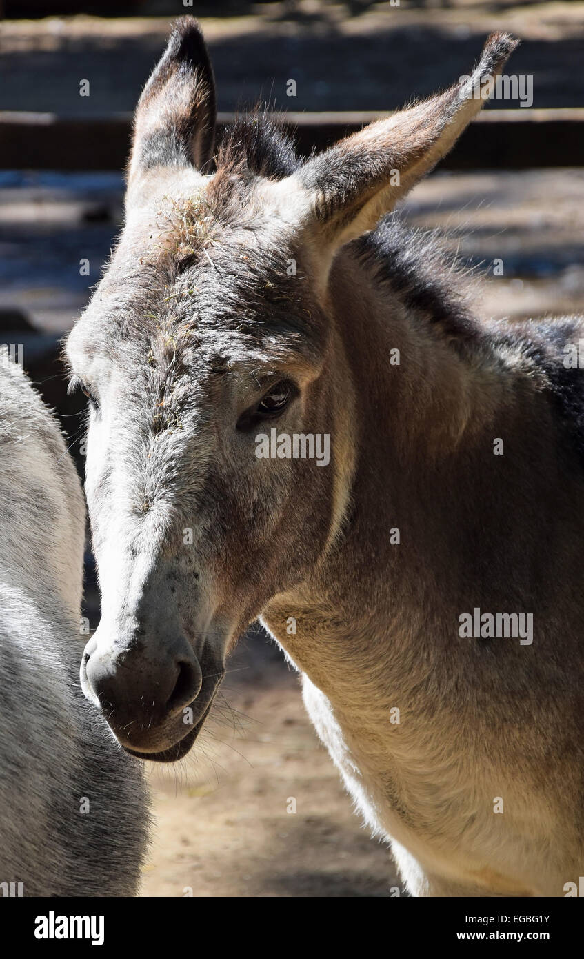 Donkey portrait hi-res stock photography and images - Alamy