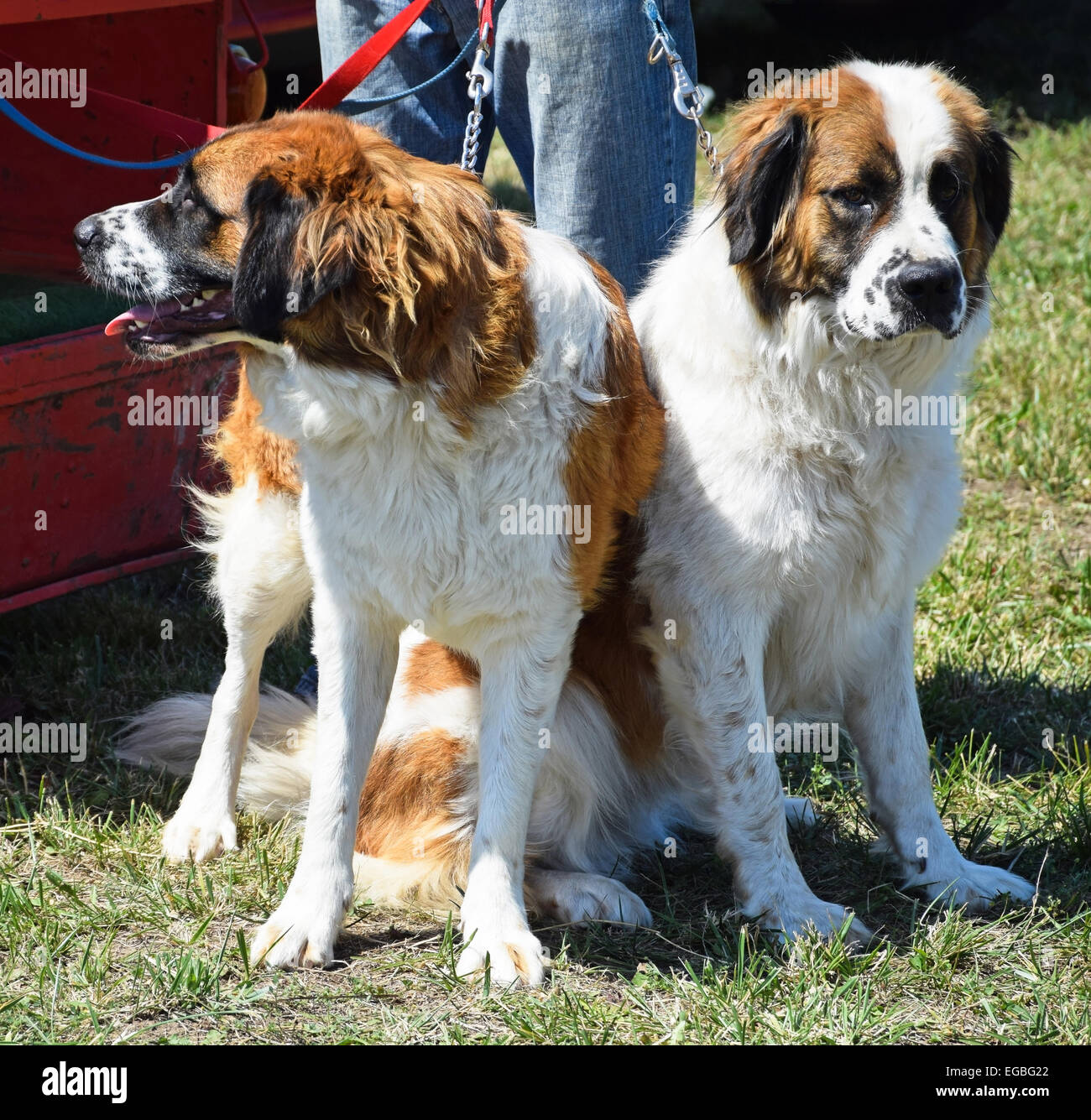 Male saint bernard hi-res stock photography and images - Alamy