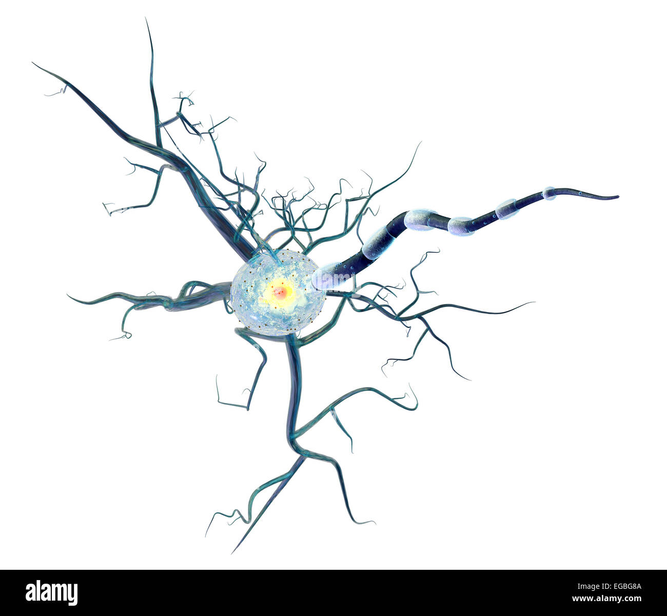 Nerve cells multiple sclerosis Cut Out Stock Images & Pictures - Alamy