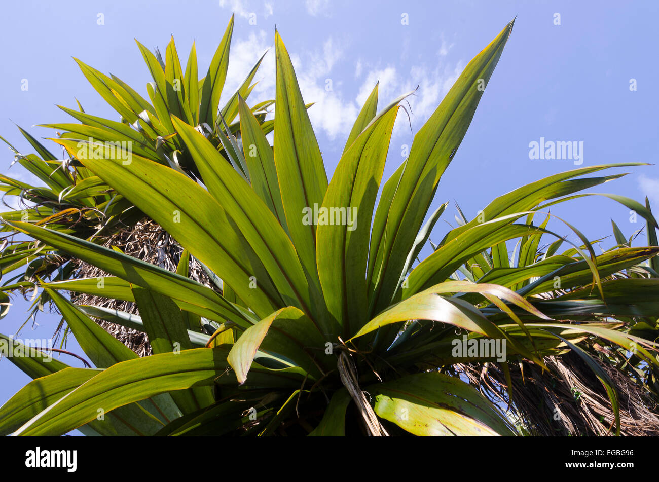 Mountain cabbage trees, Ruahine Ranges, Manawatu, North Island, New ...