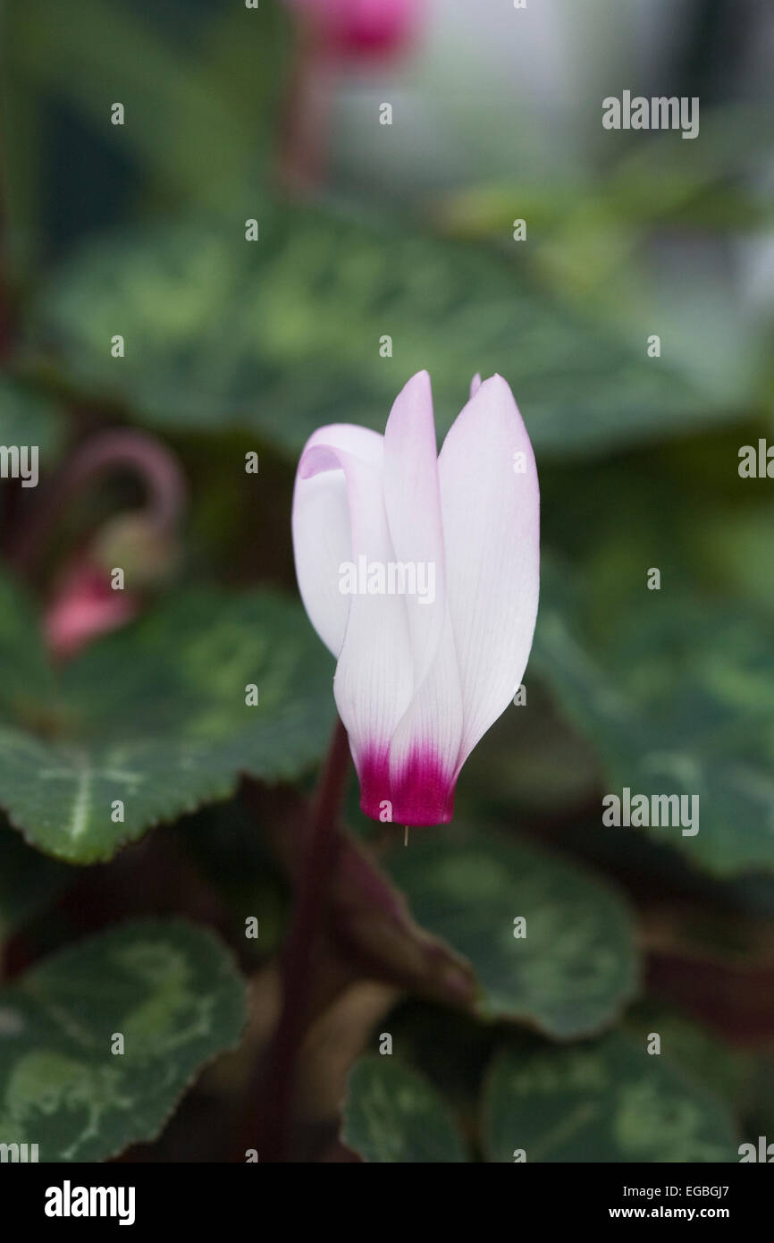 Persian cyclamens hi-res stock photography and images - Alamy
