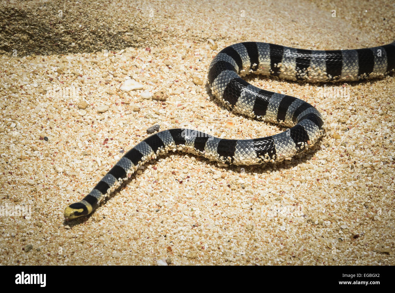 Highly venomous snake hi-res stock photography and images - Alamy