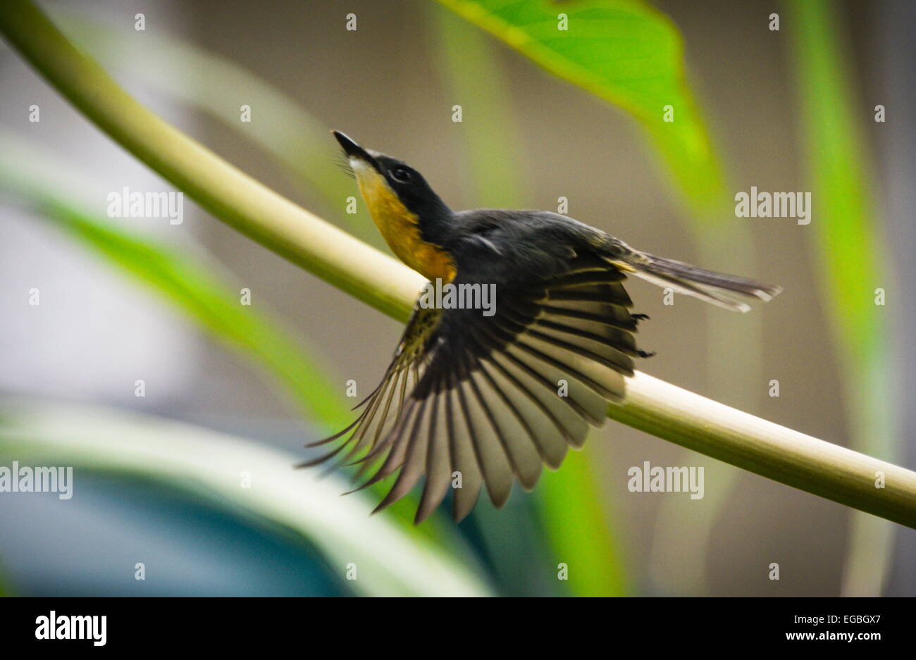 Solevu, Malolo Islands, Fiji. 6th Feb, 2015. Fiji Whistler bird also ...