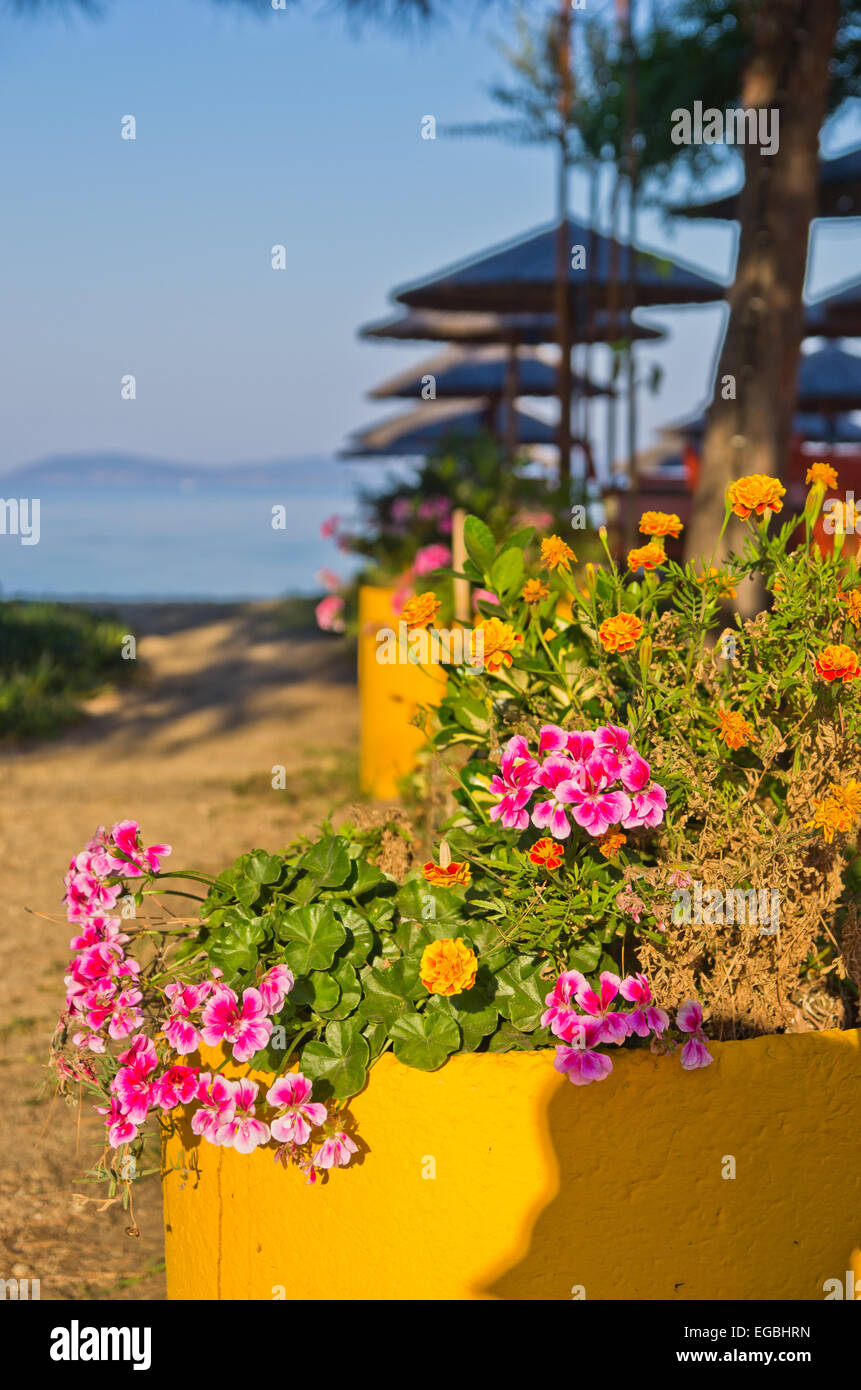 Flowers and trees on a path to the beach Stock Photo - Alamy