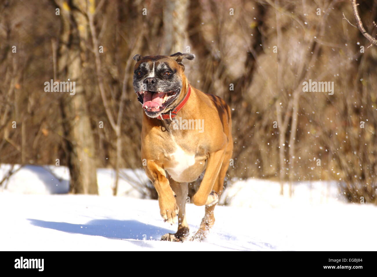 Cute happy funny playful pet hi-res stock photography and images - Alamy
