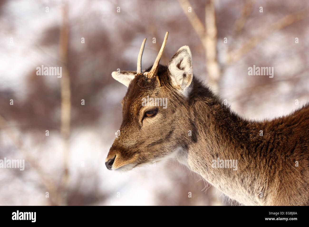 small antlers growing on a young fallow deer stag Stock Photo - Alamy