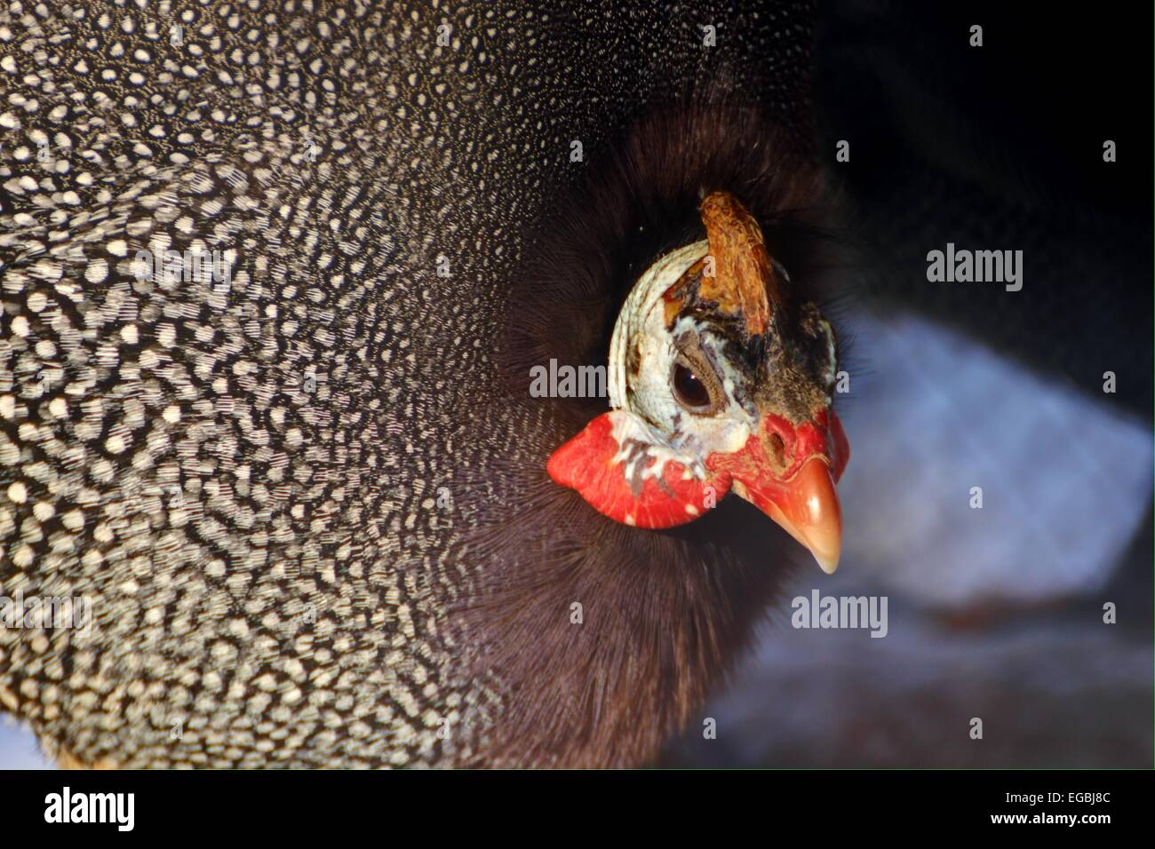 beautiful colored guinea fowl with lot of spots on her plumage Stock ...