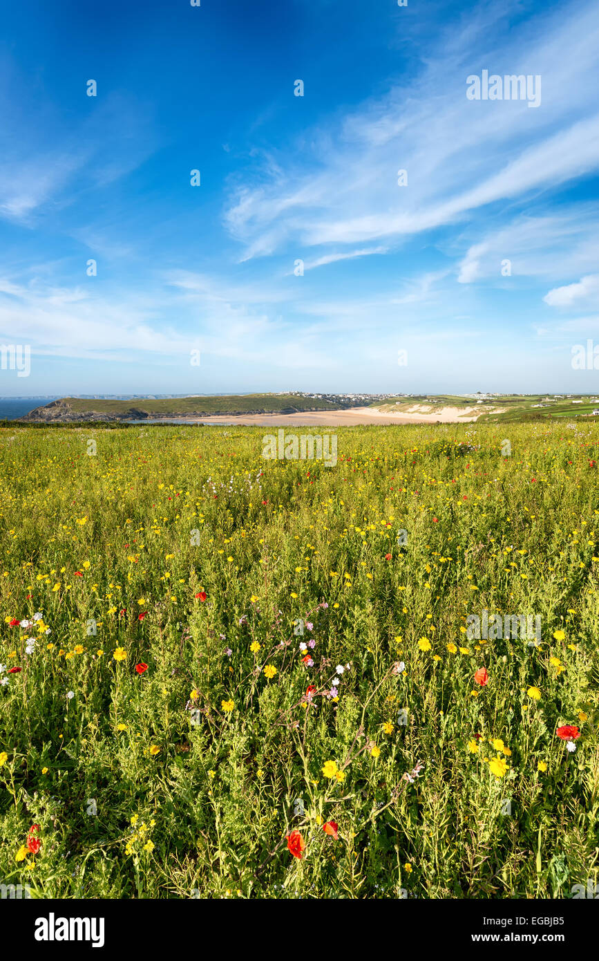 Wild flower pentire head near hi-res stock photography and images - Alamy