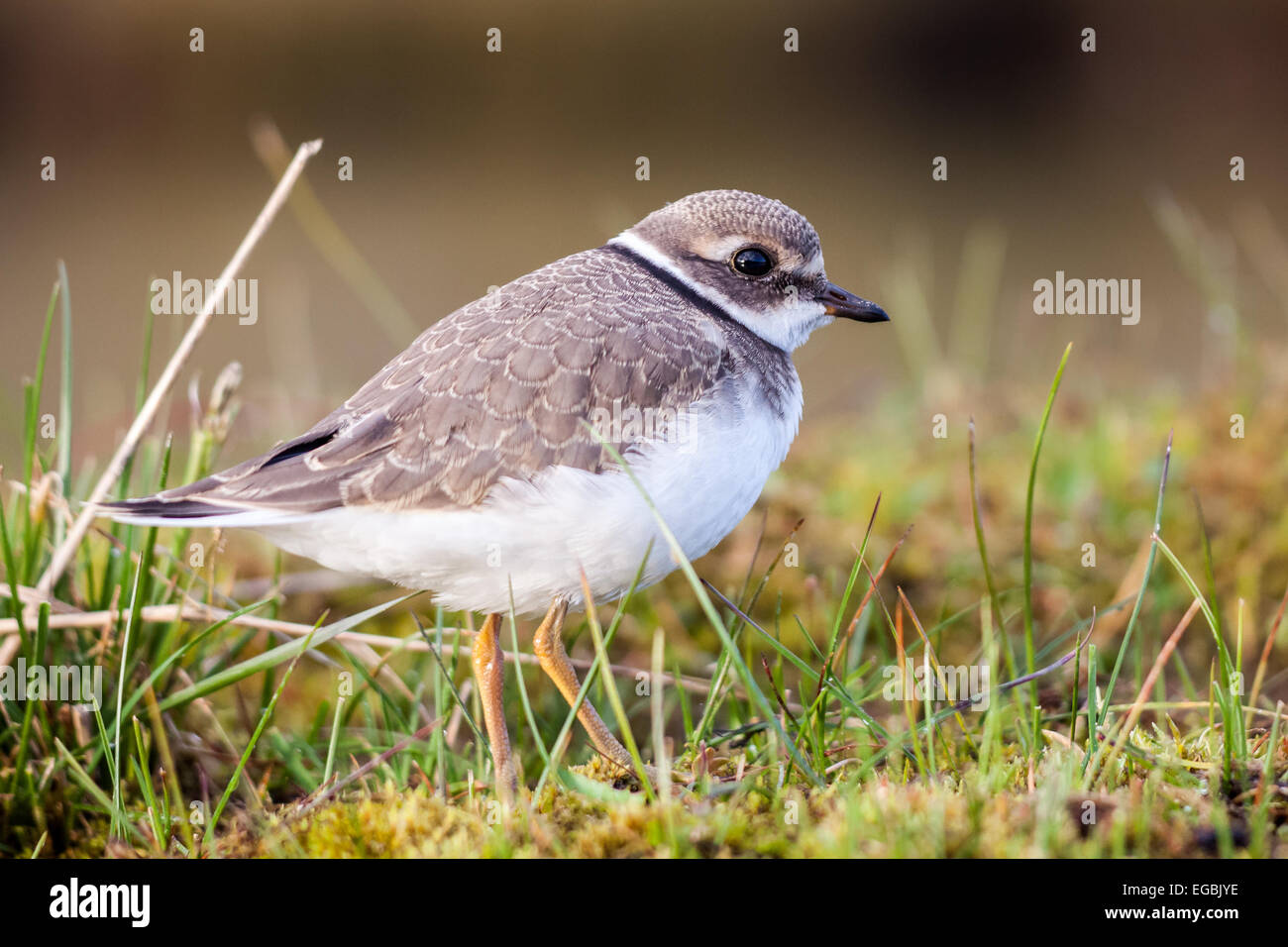 Juvenile common ringed plover (Charadrius hiaticula Stock Photo - Alamy