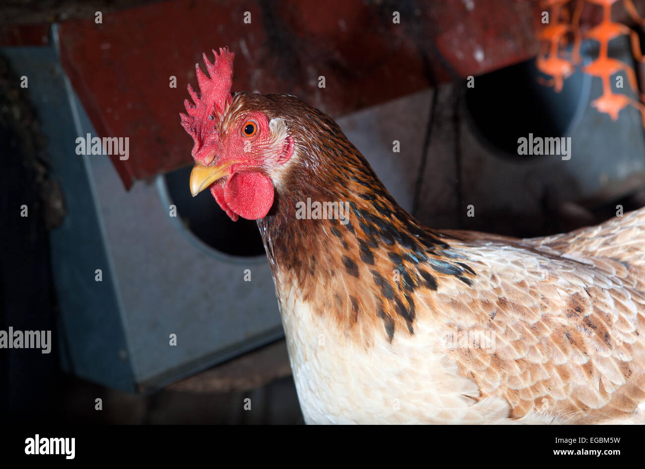 Domestic hen house indoors where chickens have free space for live ...