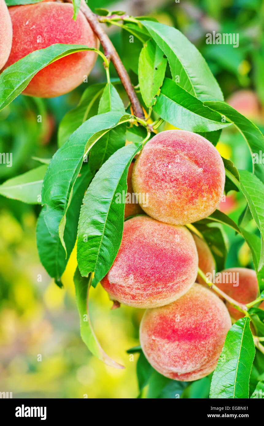 peach on tree Stock Photo - Alamy