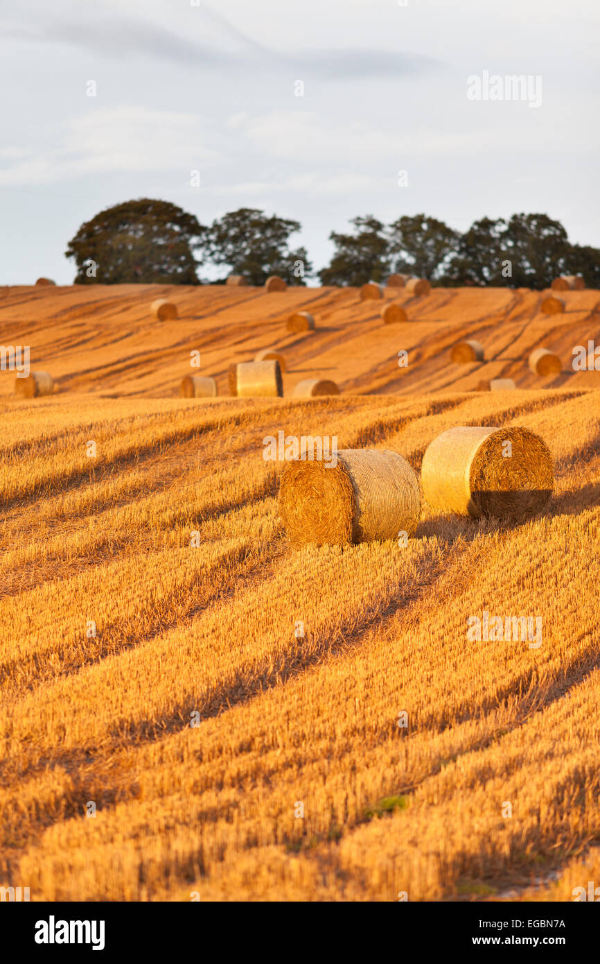 UK, Hay Bail Stock Photo - Alamy