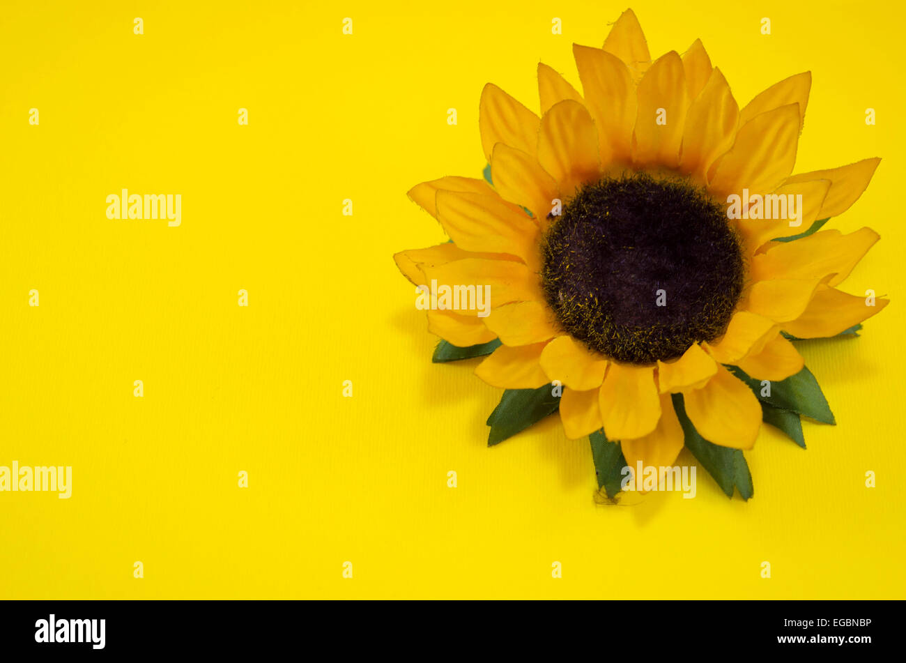 Sunflower shot on yellow background Stock Photo - Alamy