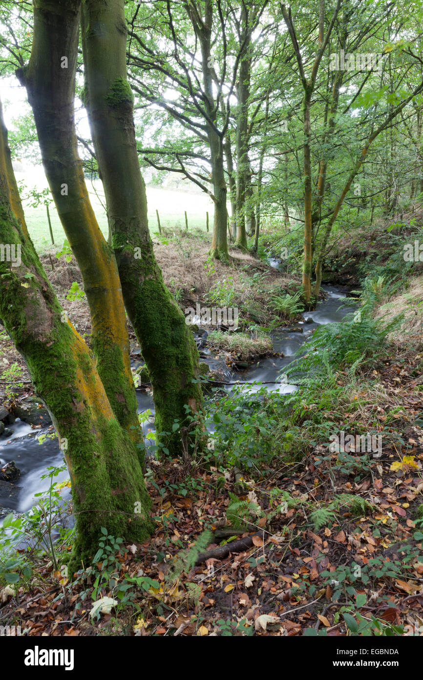 Forest stream hi-res stock photography and images - Alamy