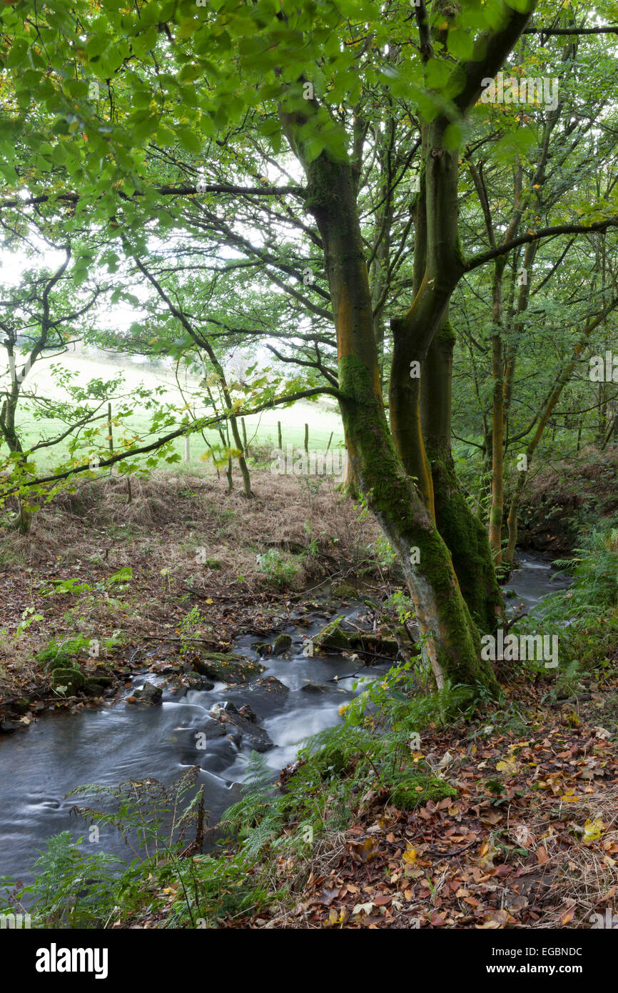 Forest stream hi-res stock photography and images - Alamy