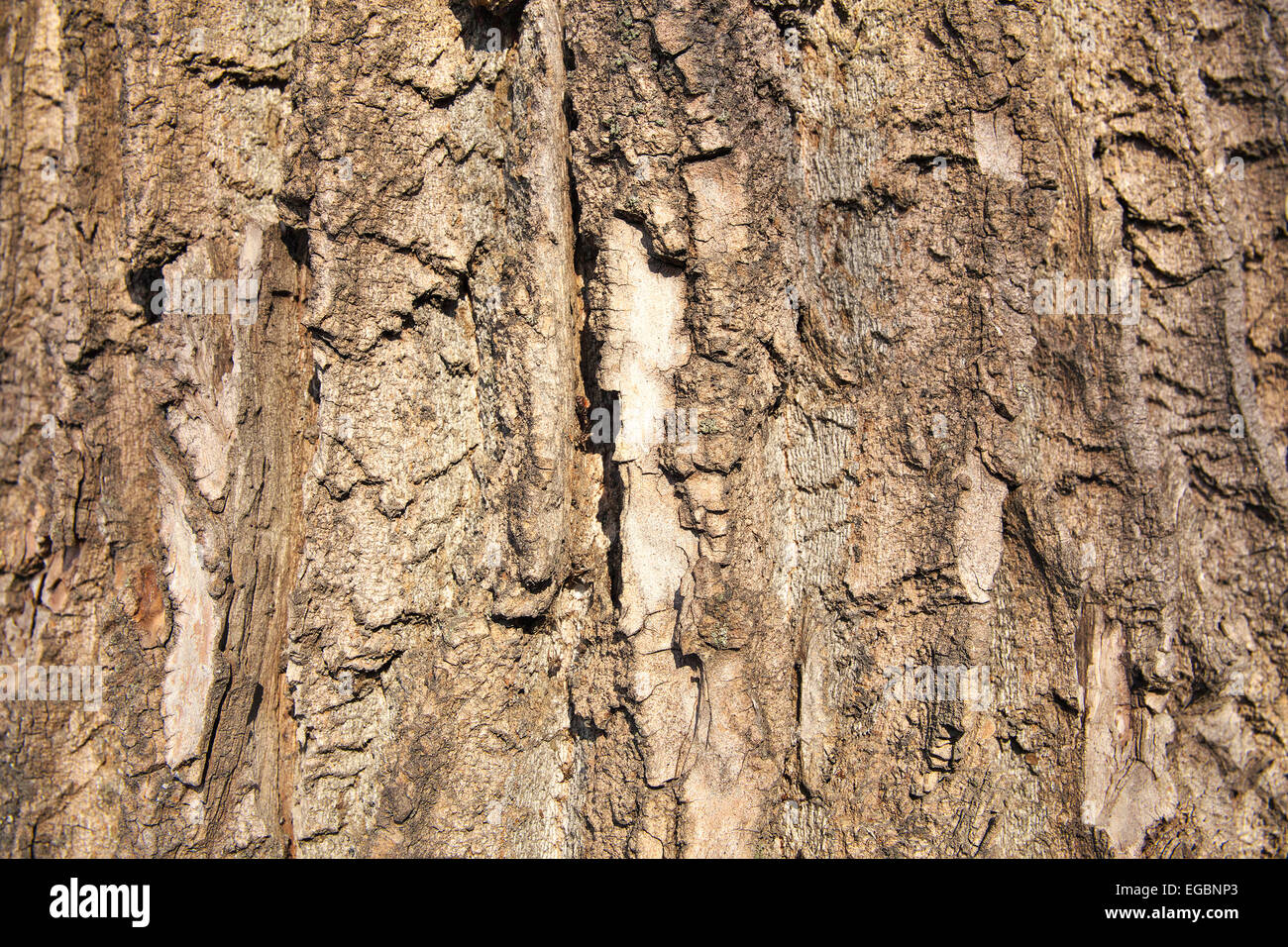 Old oak tree bark texture macro background Stock Photo - Alamy