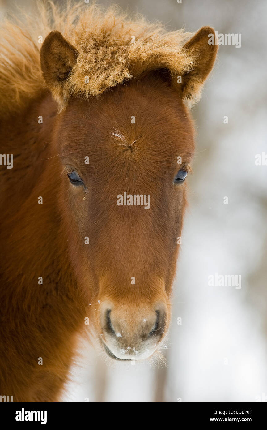 Buckskin horse portrait hi-res stock photography and images - Alamy