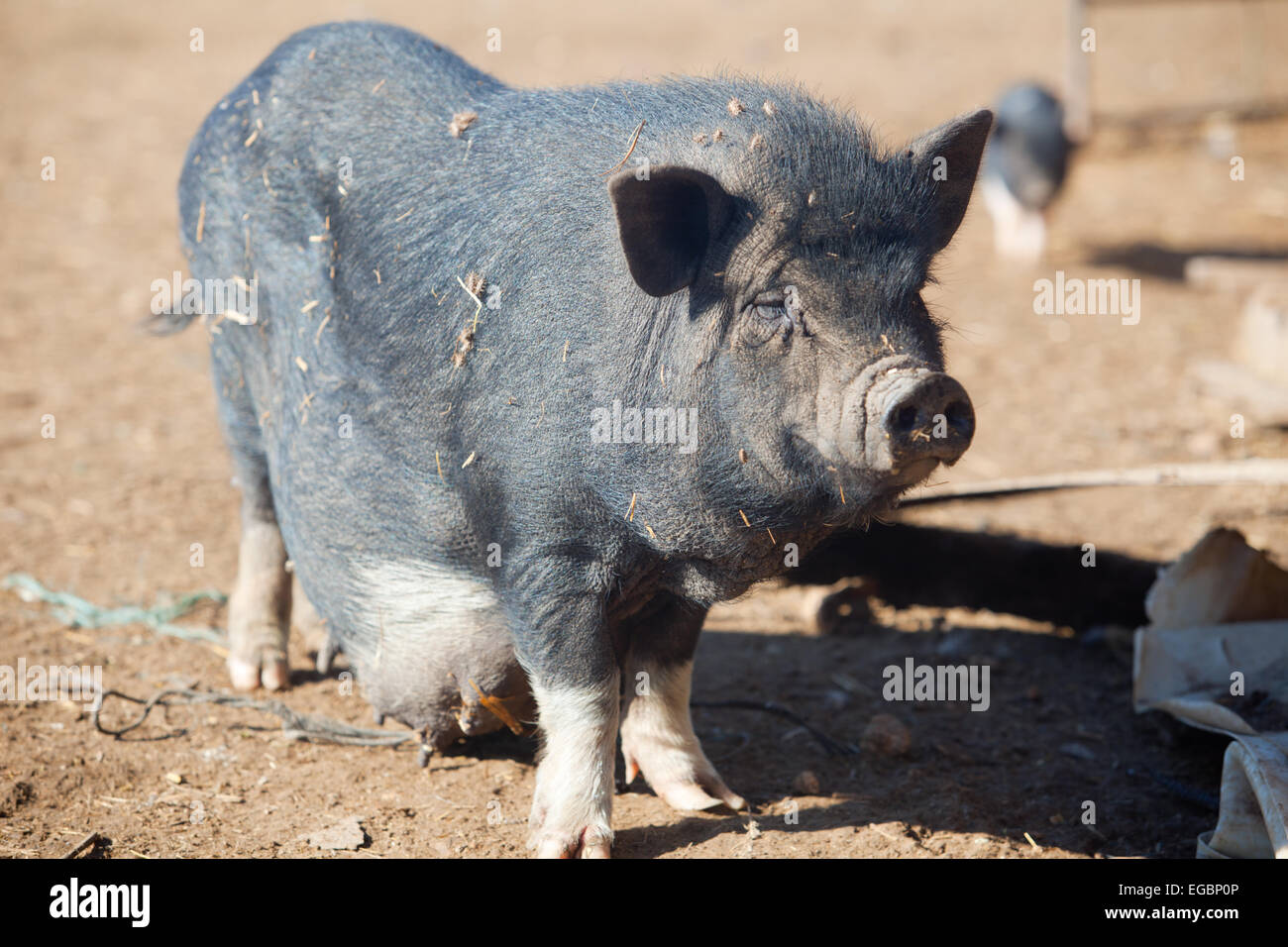 Female pig hi-res stock photography and images - Alamy