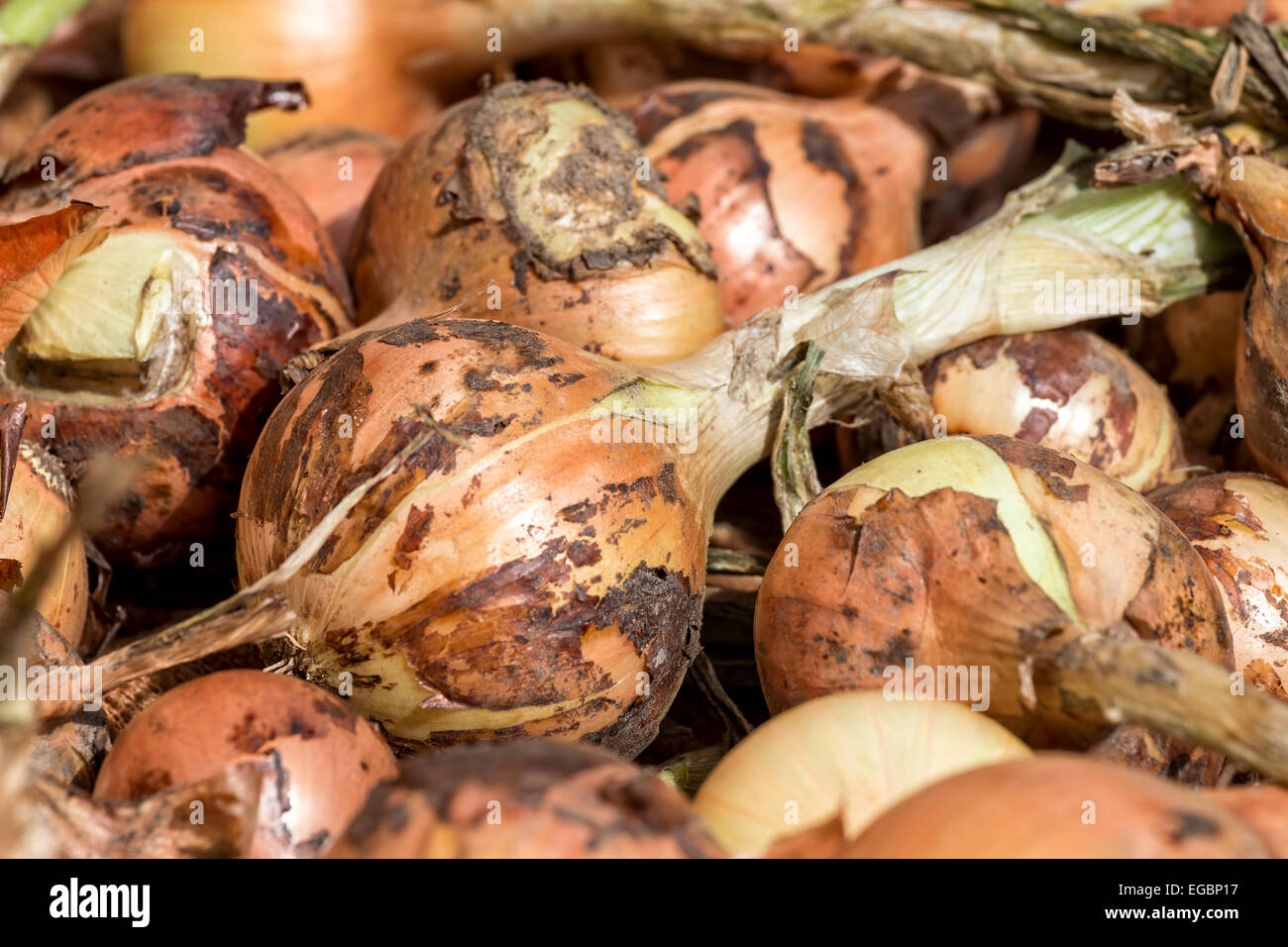 Many Fresh onions Stock Photo - Alamy