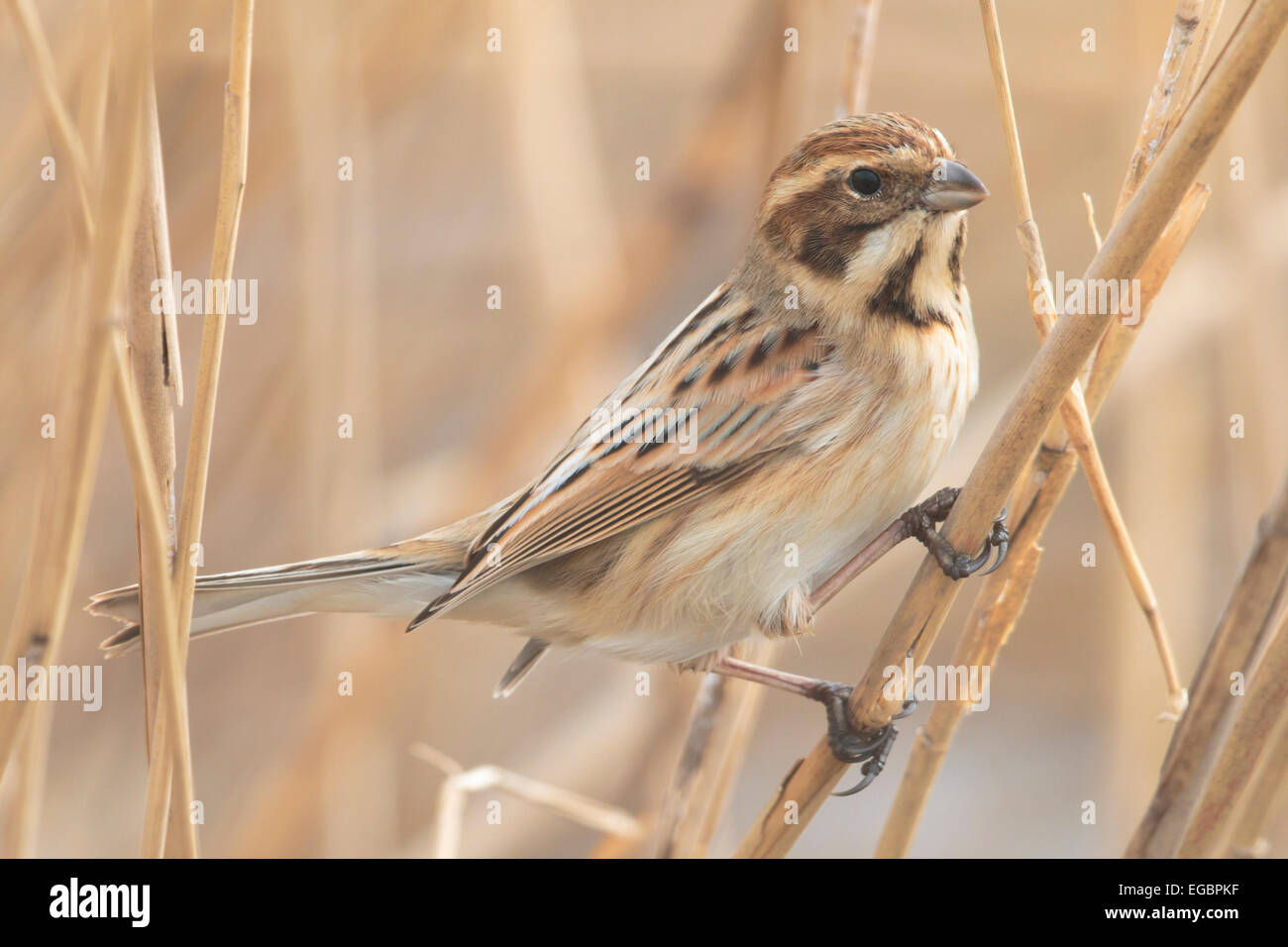 common reed bunting Stock Photo - Alamy