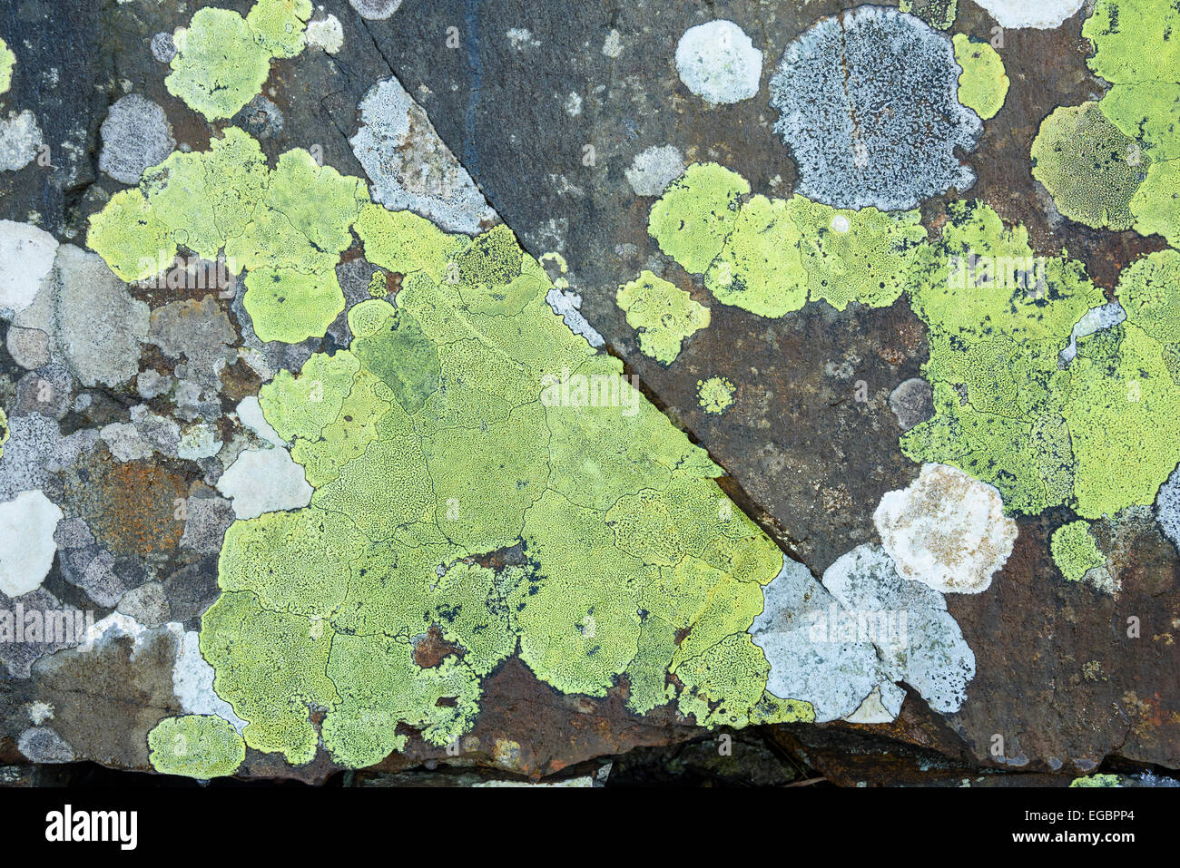 Lichen on rock Stock Photo - Alamy