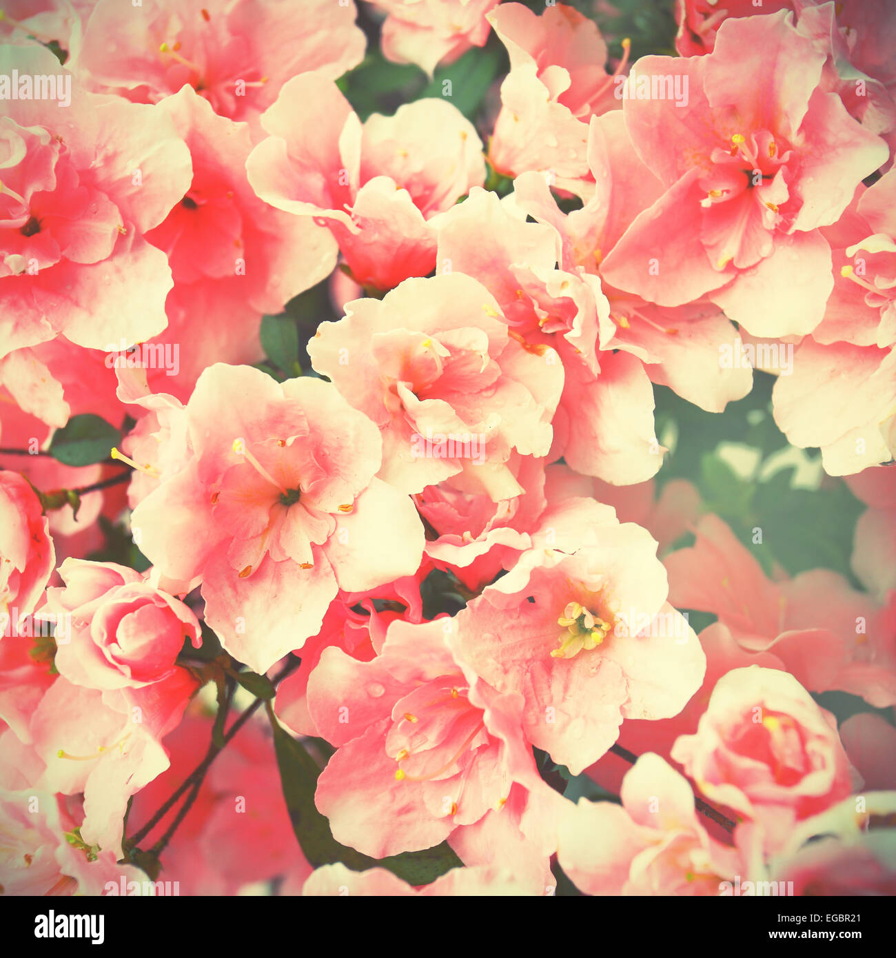 Azalea. Retro style image Stock Photo - Alamy