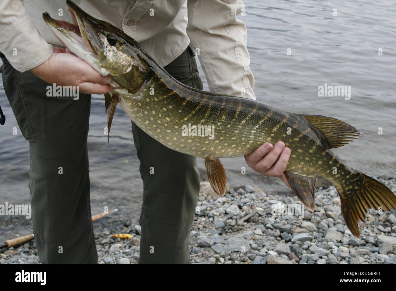 Man holding a pike Stock Photo - Alamy