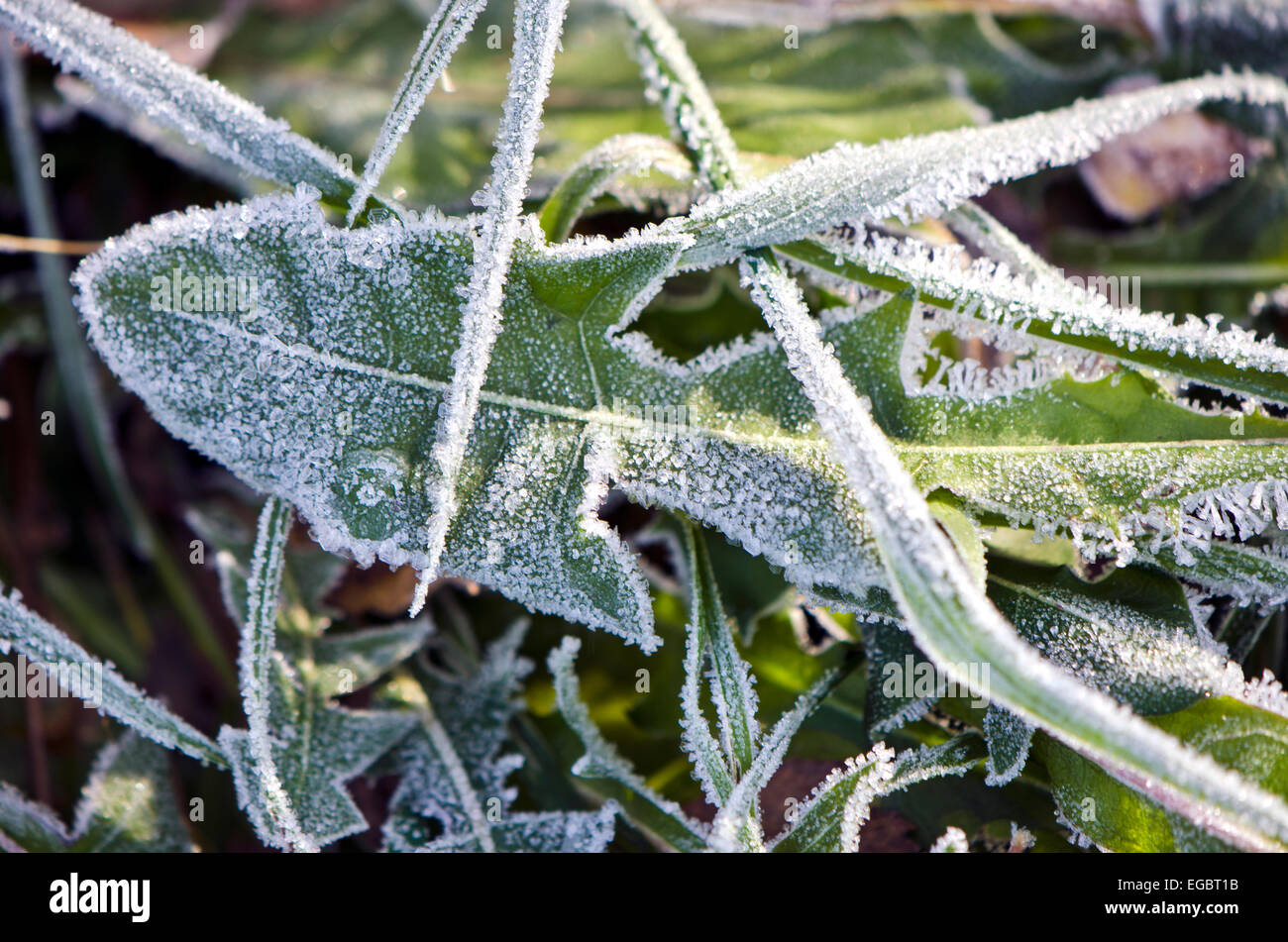 Grass covered with ice hi-res stock photography and images - Alamy