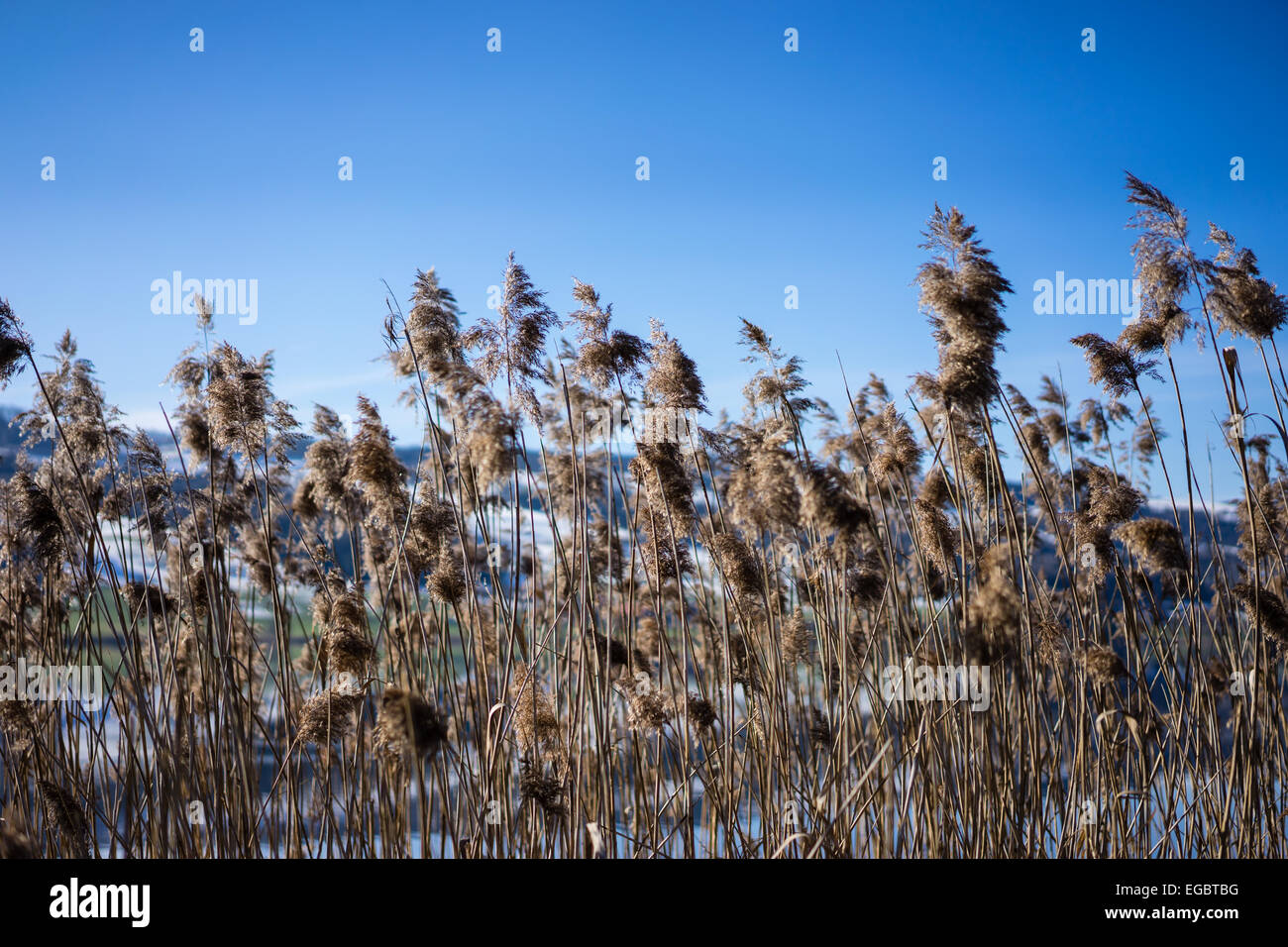 Baldegg lake hi-res stock photography and images - Alamy
