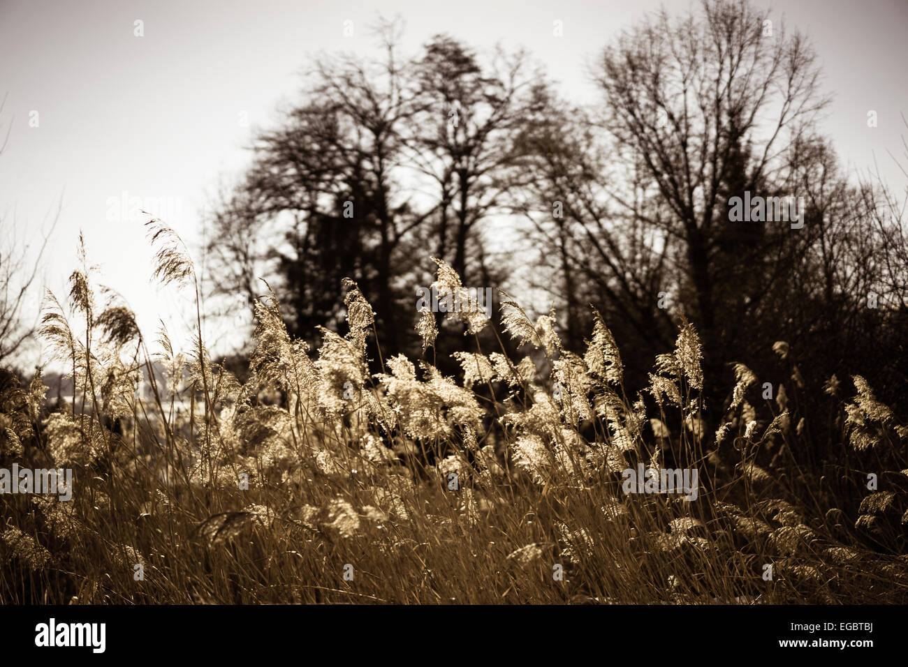 Sepia Tone Tree Background