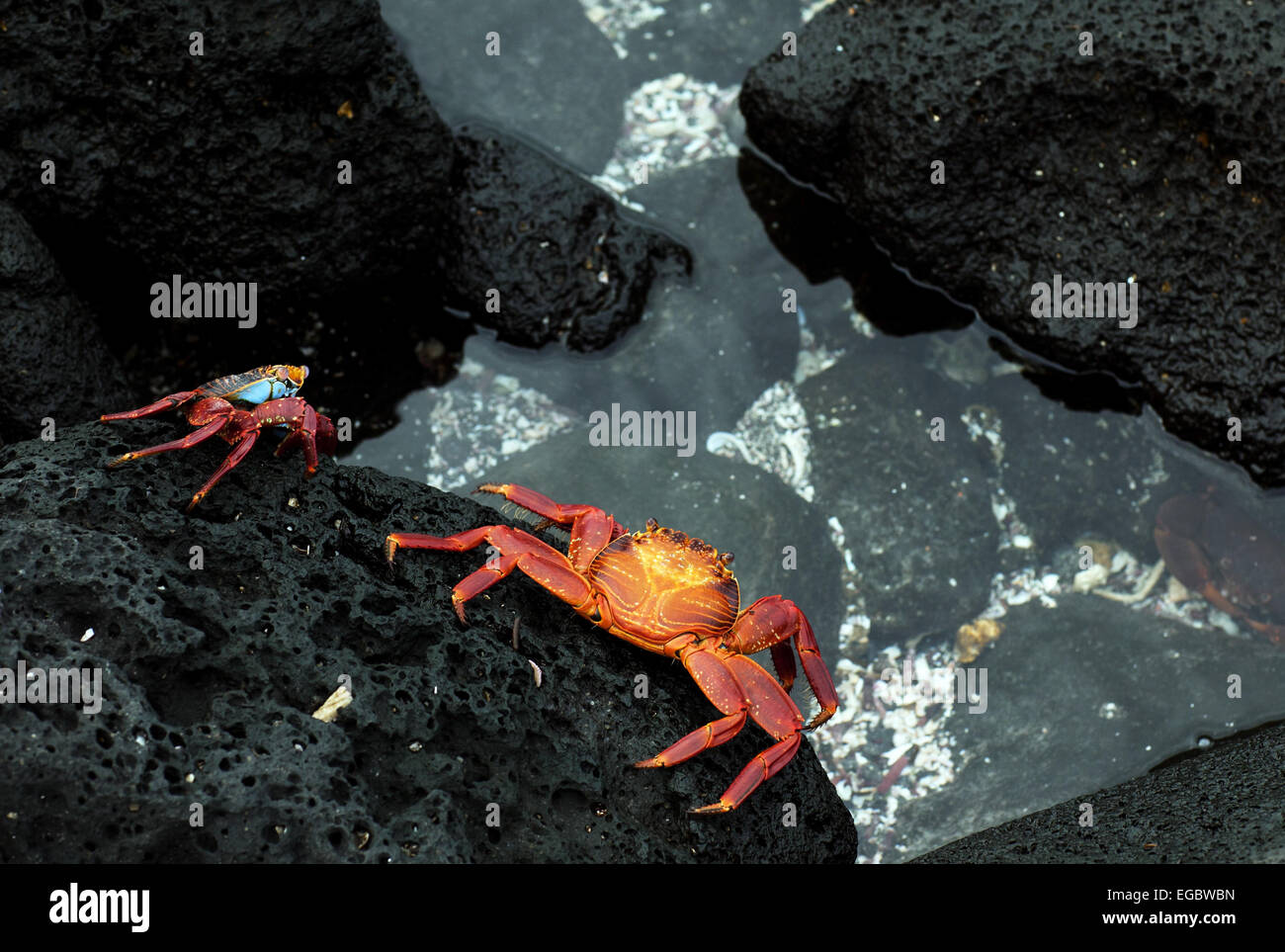 Sally Light Foot Crabs Galapagos Facing Sea from black rock Stock Photo ...