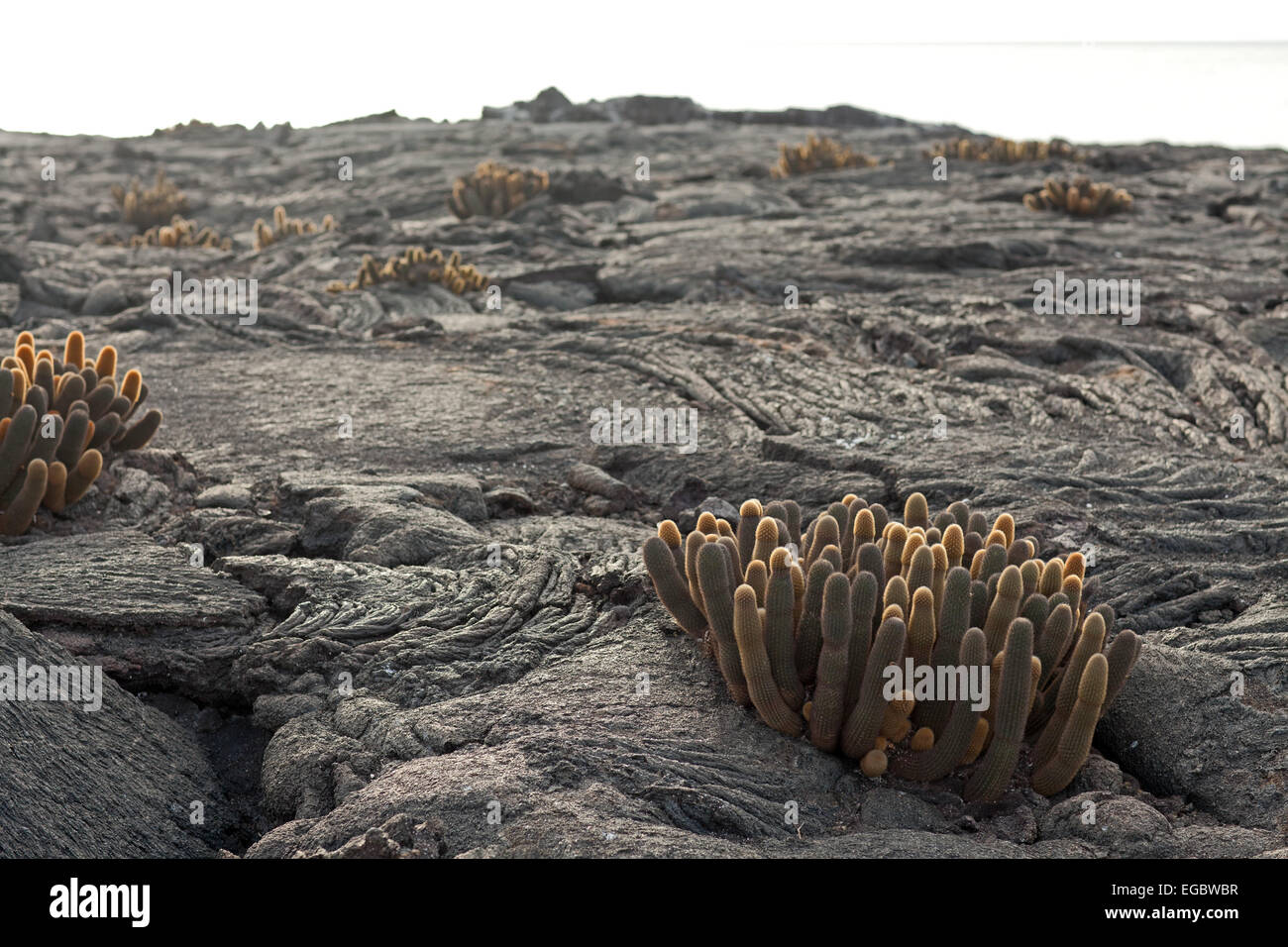 Cactus growing from volcanic rock Stock Photo - Alamy