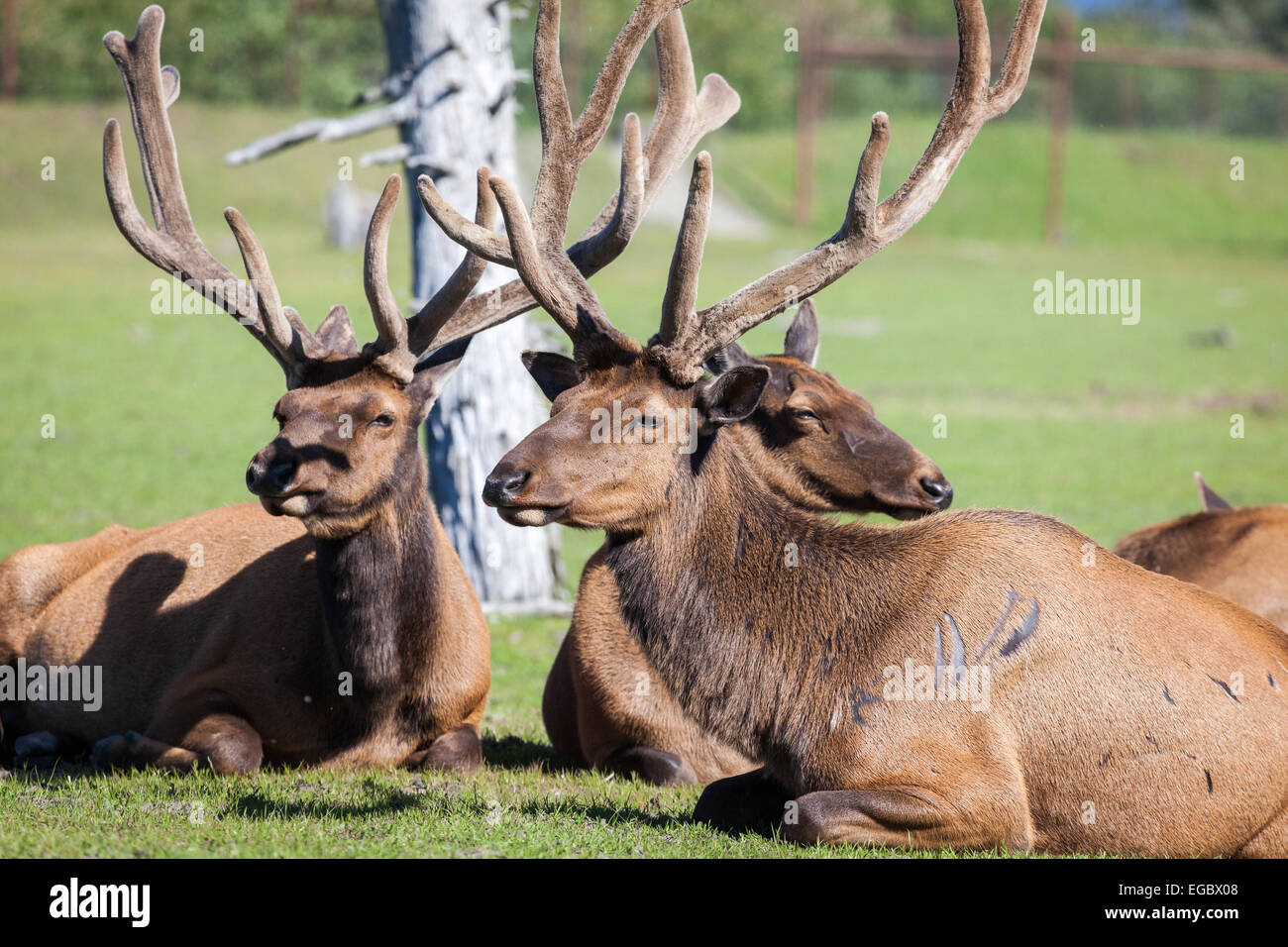 Elk sat in sunshine, Alaska, USA, North America Stock Photo - Alamy