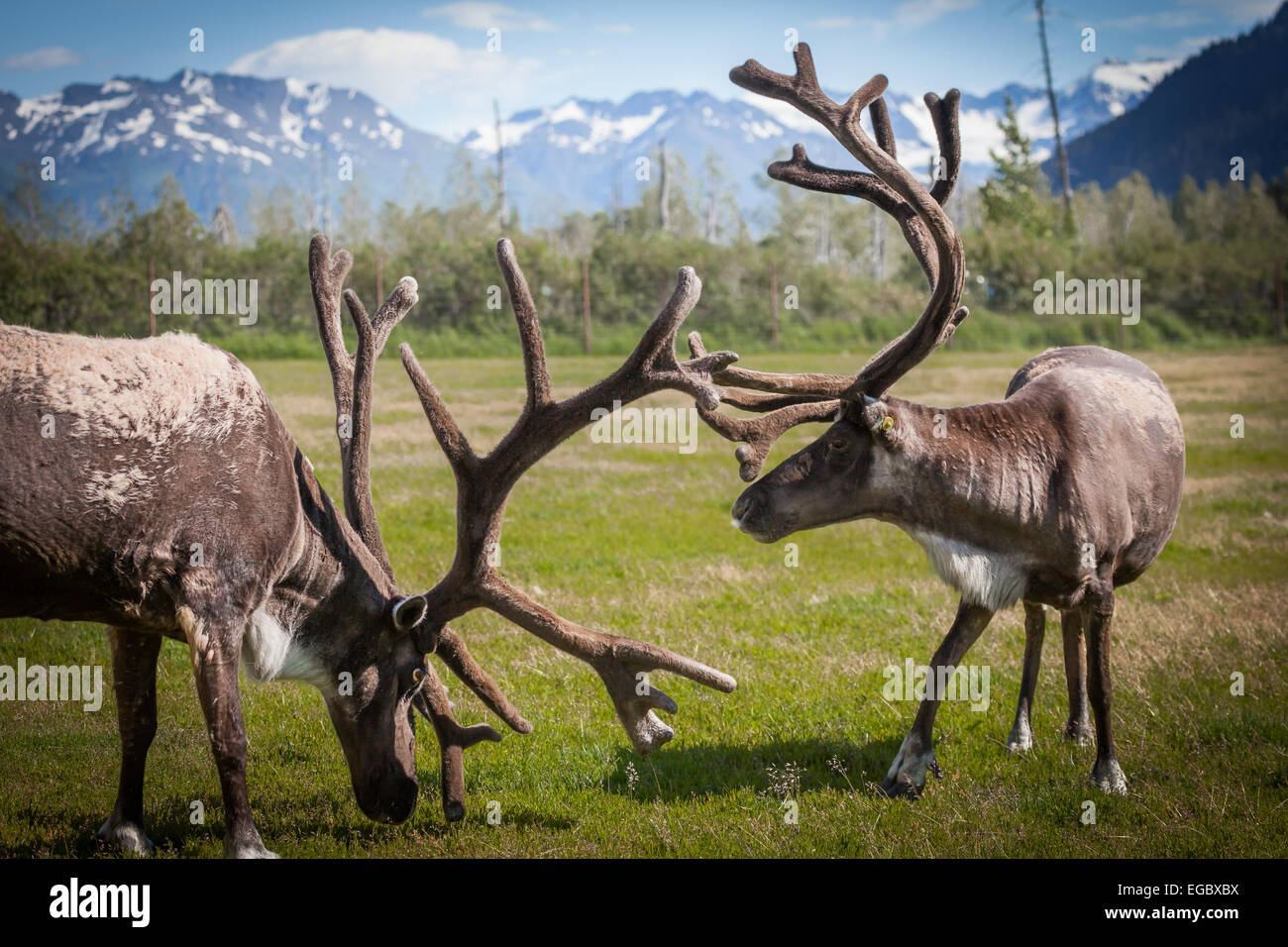 Alaska elk hi-res stock photography and images - Alamy